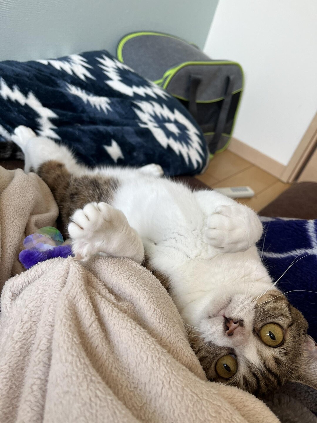 猫活日記2024年5月3日(金) 最近ず... / ともさんのモーメント | YAMAP / ヤマップ