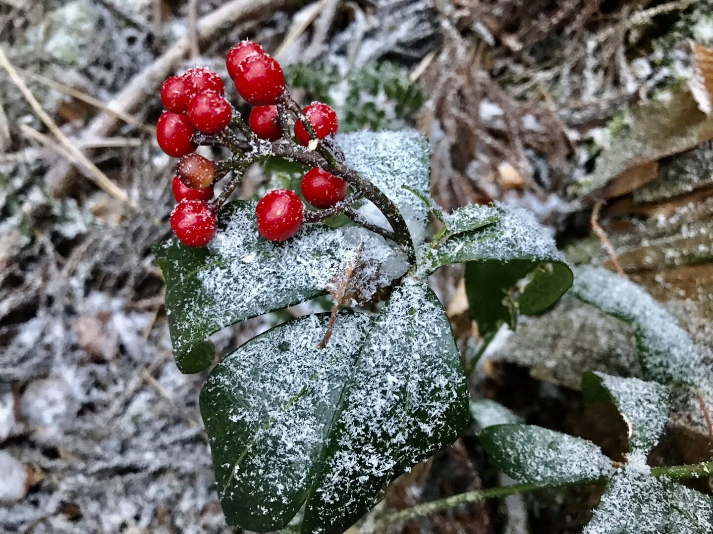 積雪を期待して☃️金剛山ツツジオ谷 / moboさんの金剛山・二上山・大和葛城山の活動データ | YAMAP / ヤマップ