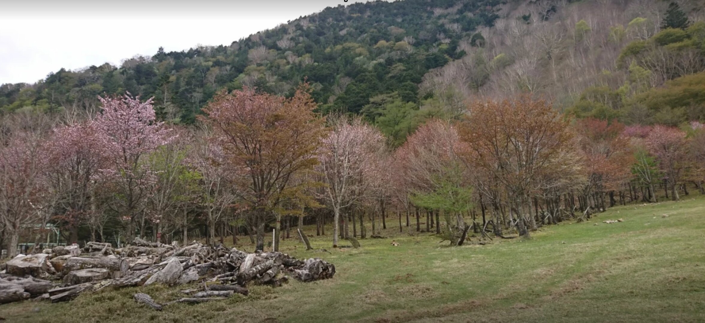 昨日のヤマッパーさんからの 日光湯元熊情... / N-saruさんのモーメント | YAMAP / ヤマップ