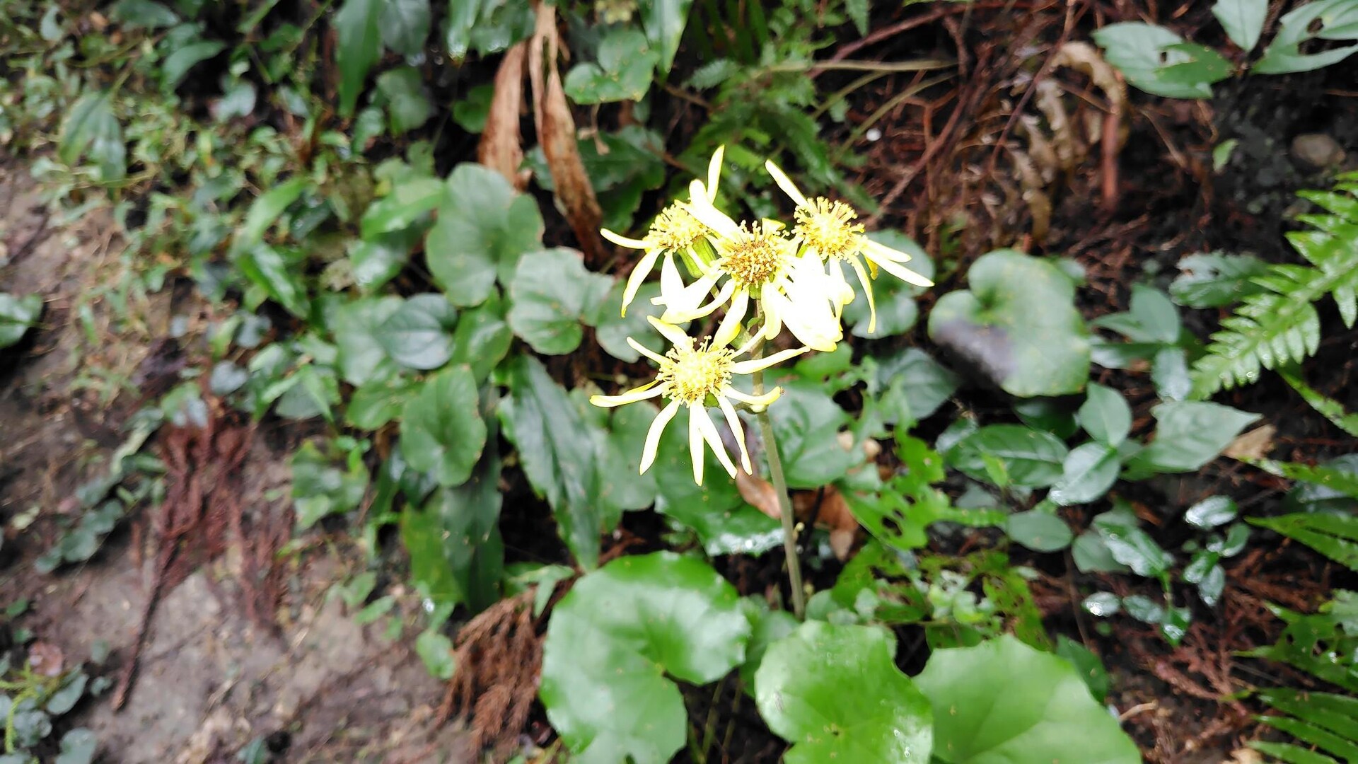 六ヶ岳 / k339さんの六ヶ岳の活動データ | YAMAP / ヤマップ