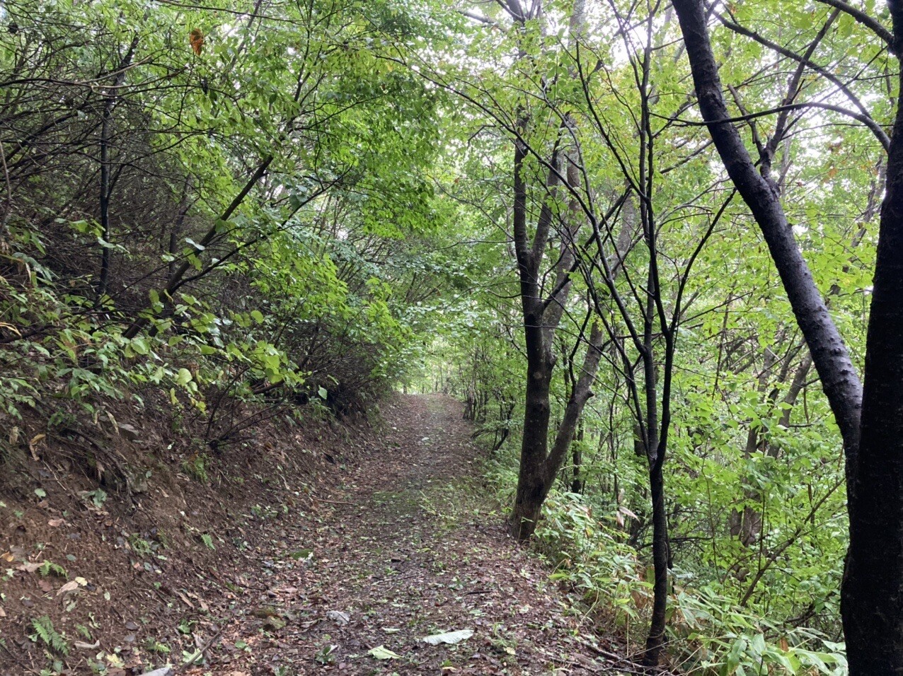 久慈平岳 / chanmikiさんの久慈平岳の活動データ | YAMAP / ヤマップ