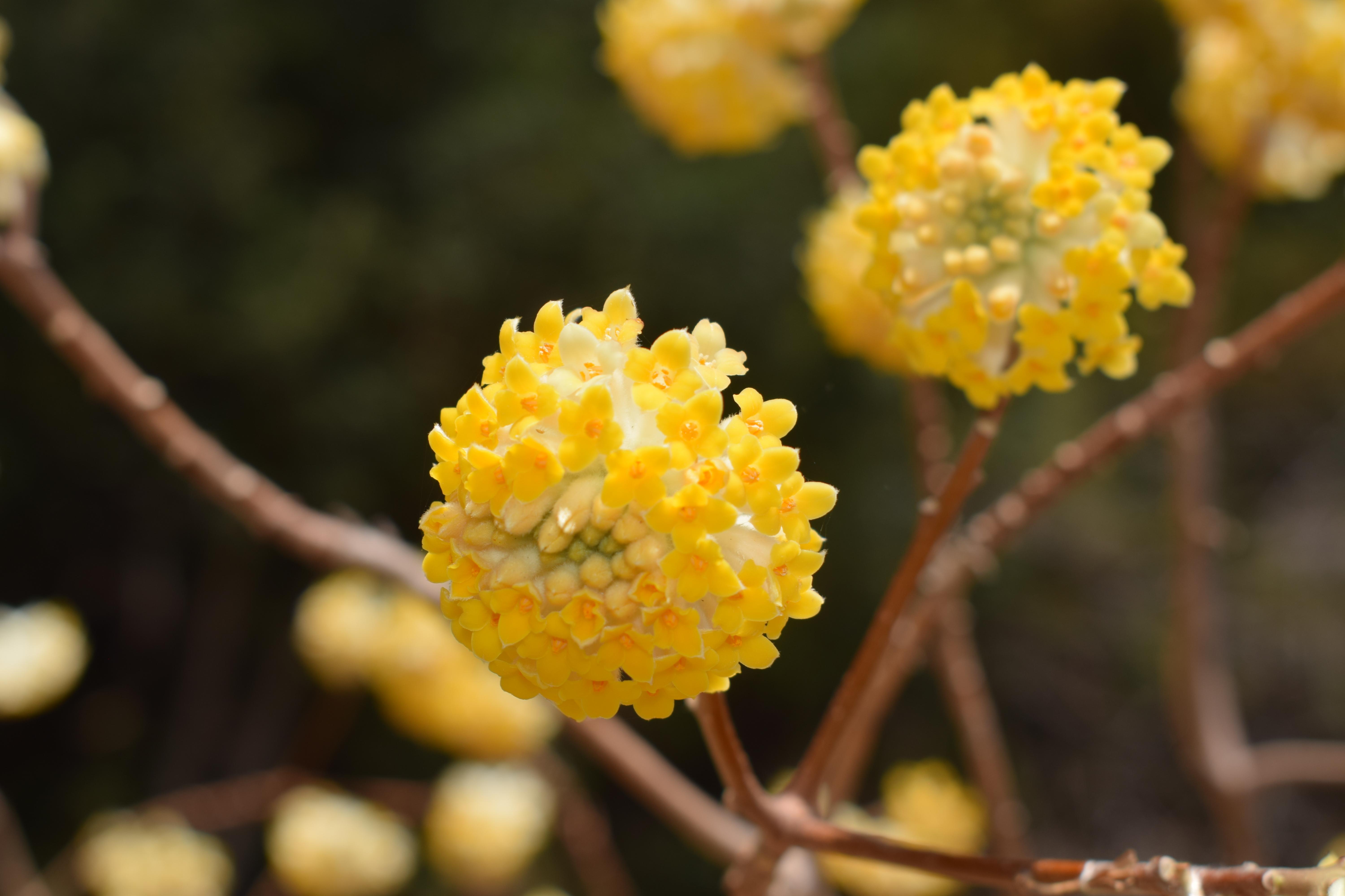 ミツマタを見に-2025-03-28 / nm25さんの赤久縄山・白髪岩・稲含山の活動データ | YAMAP / ヤマップ