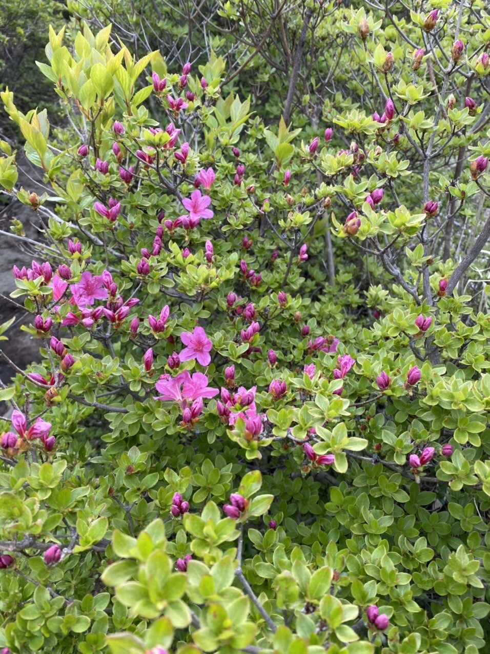 2021.5.2 大浪池～韓国岳～えび... / AZUMBOさんのモーメント | YAMAP / ヤマップ