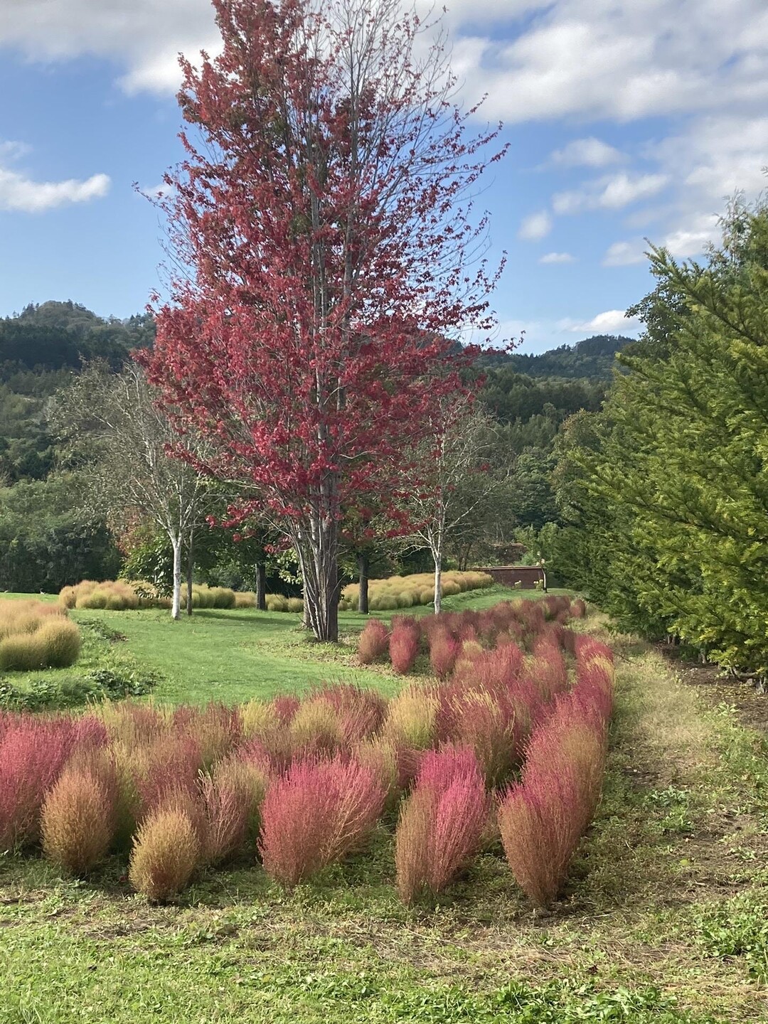ユニガーデンで、お花に癒されてきました☺... / ここらさんのモーメント | YAMAP / ヤマップ