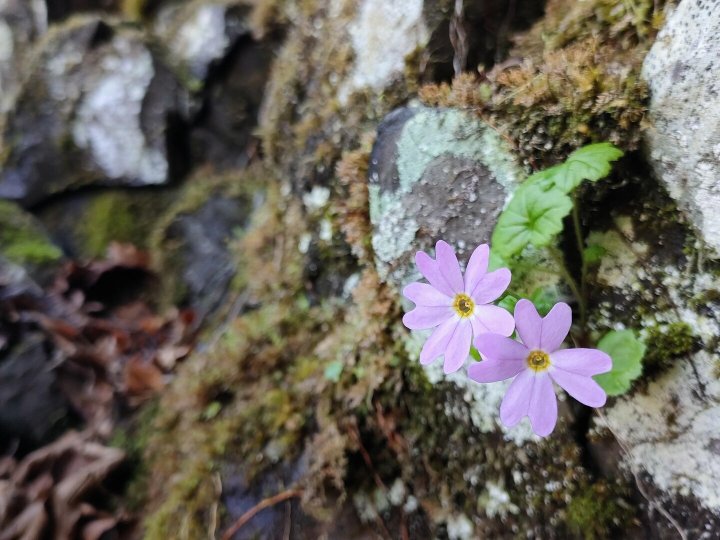 御岳山・神無山・兜岩山 / gontaさんの荒船山・物語山・大屋山の活動データ | YAMAP / ヤマップ