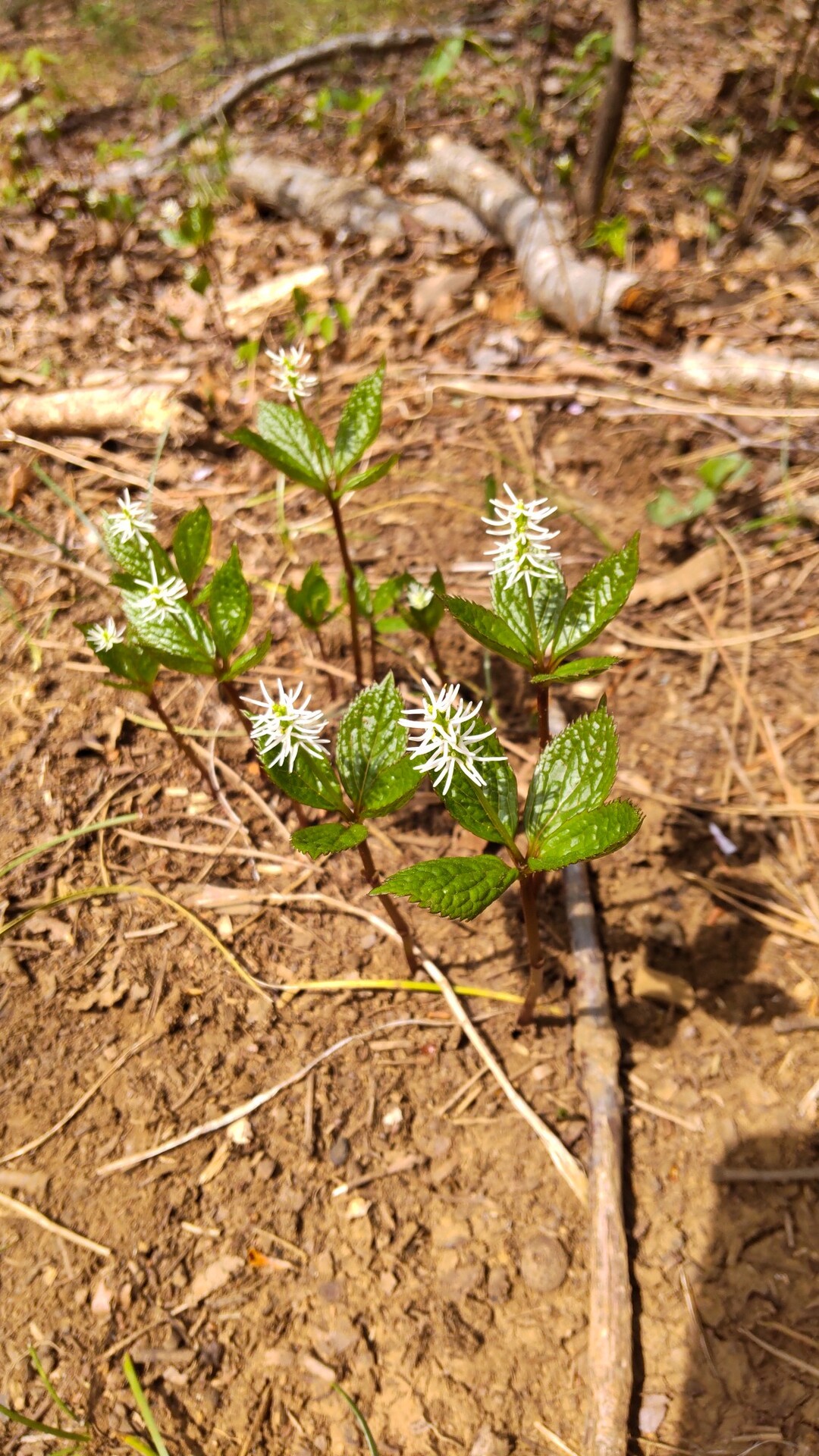 A1-2075のページ | YAMAP / ヤマップ