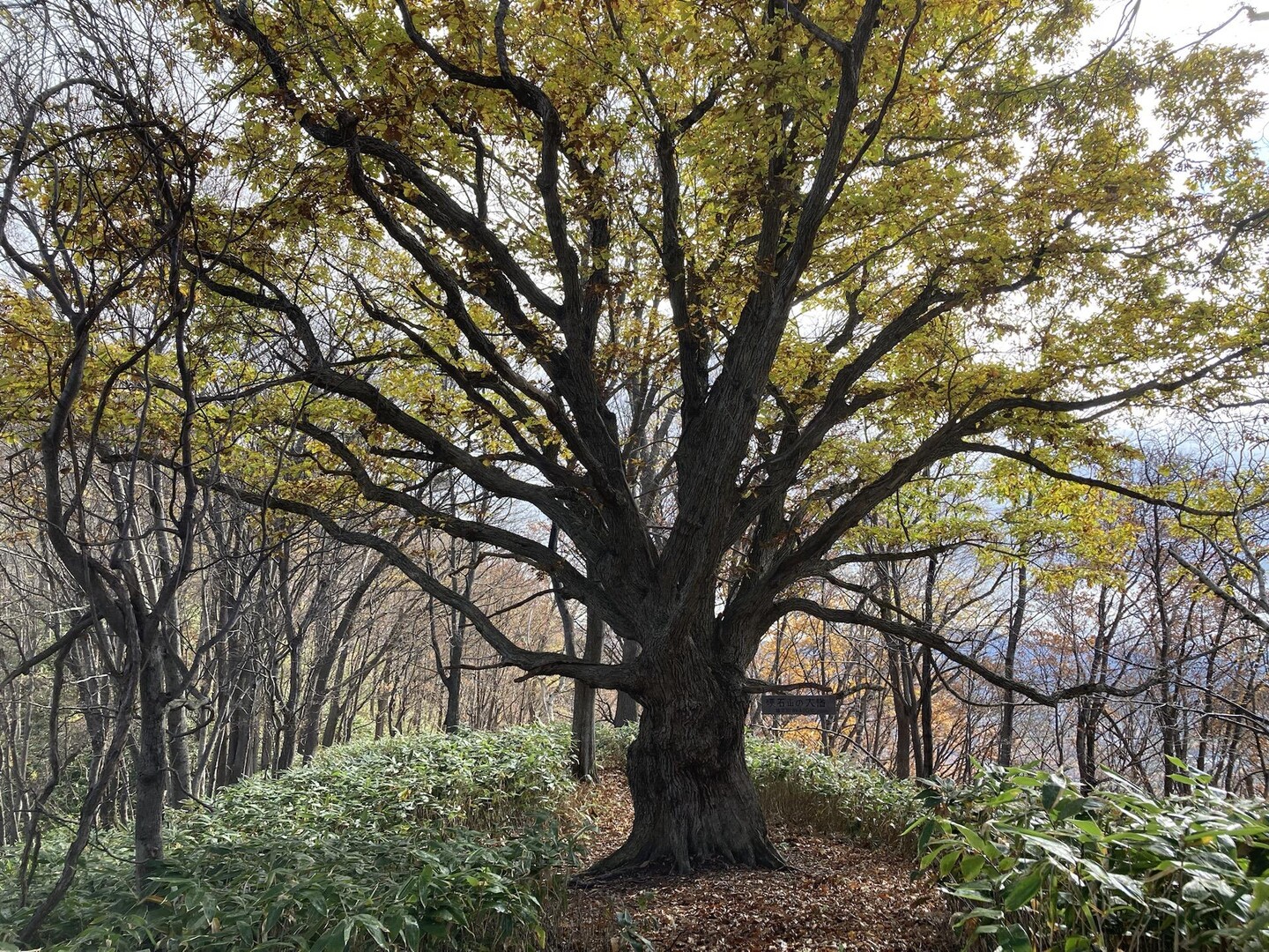 硬石山もワイルドだった😅本峰と西峰🍁 / ogamiさんの豊平山（焼山）の活動データ | YAMAP / ヤマップ