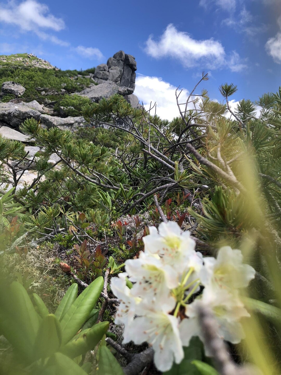 シャクナゲ揺れる五丈岩/金峰山 / TMYさんの瑞牆山・金峰山の活動データ | YAMAP / ヤマップ