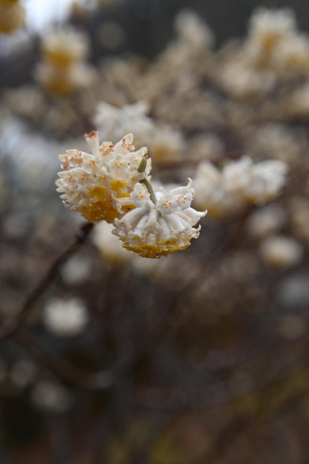 檜洞丸 / Mr.Pさんの塔ノ岳・丹沢山・蛭ヶ岳の活動データ | YAMAP / ヤマップ