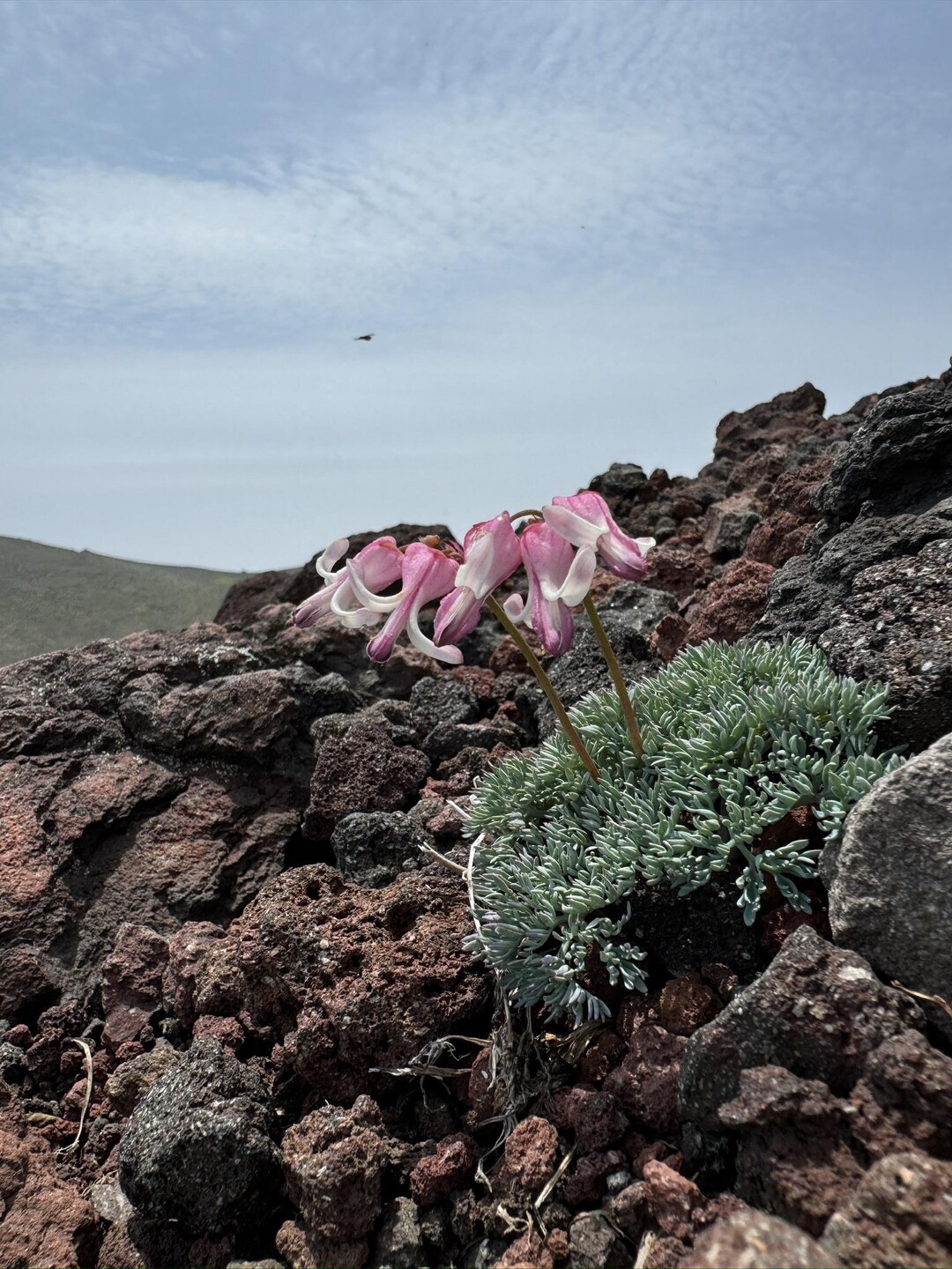 岩手山 / mt.suuuさんの岩手山・黒倉山・鞍掛山の活動データ | YAMAP / ヤマップ