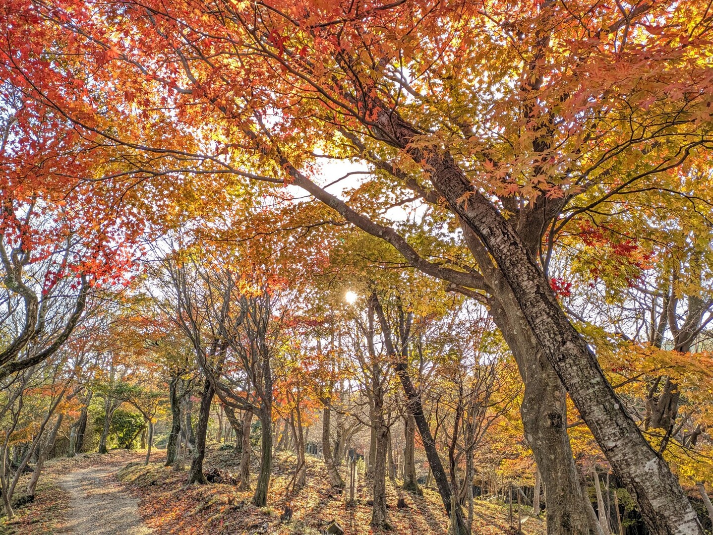 池田山 / TJさんの池田山の活動データ | YAMAP / ヤマップ