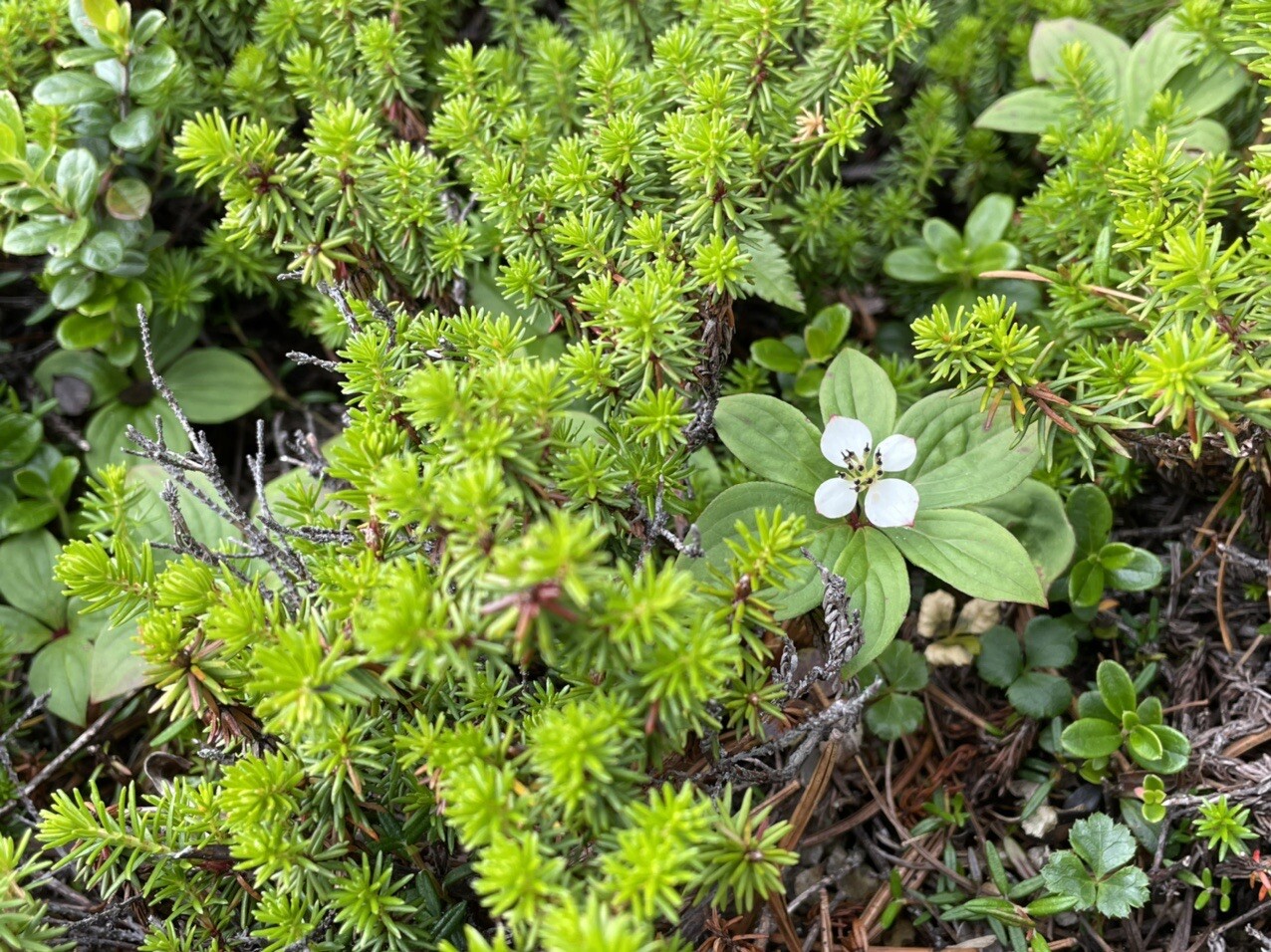 みんなで金峰山 / MaRiKoさんの瑞牆山・金峰山の活動データ | YAMAP / ヤマップ