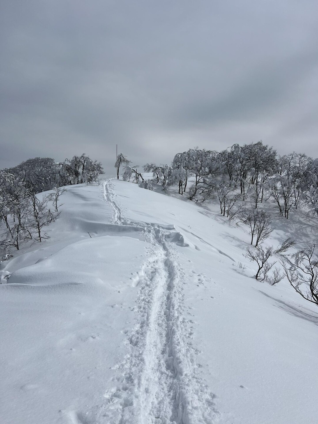 五頭山ᨒ𖡼.𖤣𖥧ℕ𝕠.4 / cocoさんの五頭山・菱ヶ岳・宝珠山の活動データ | YAMAP / ヤマップ