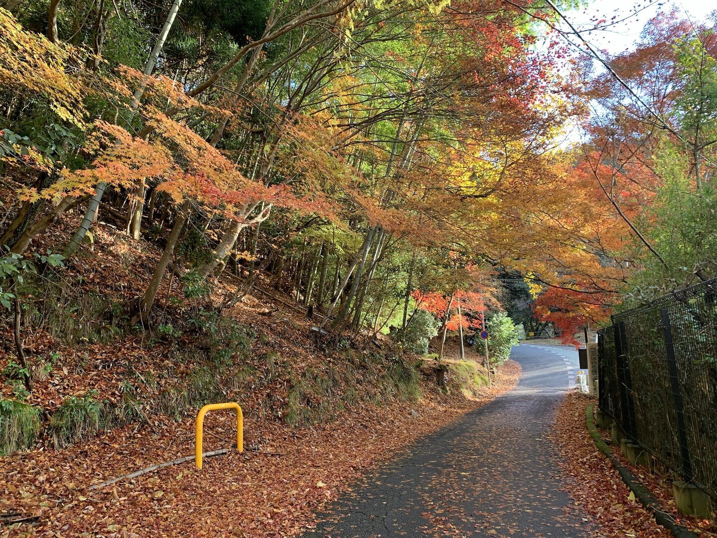 秋冬 愛宕山！12/9 / JJさんの愛宕山・三頭山・朝日峯の活動データ | YAMAP / ヤマップ