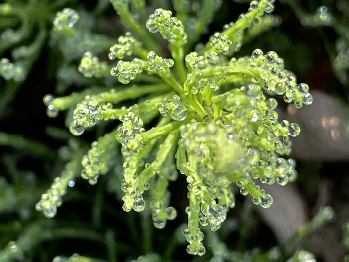 水滴 小判草 カルミアの蕾 / Naoさんのモーメント | YAMAP / ヤマップ