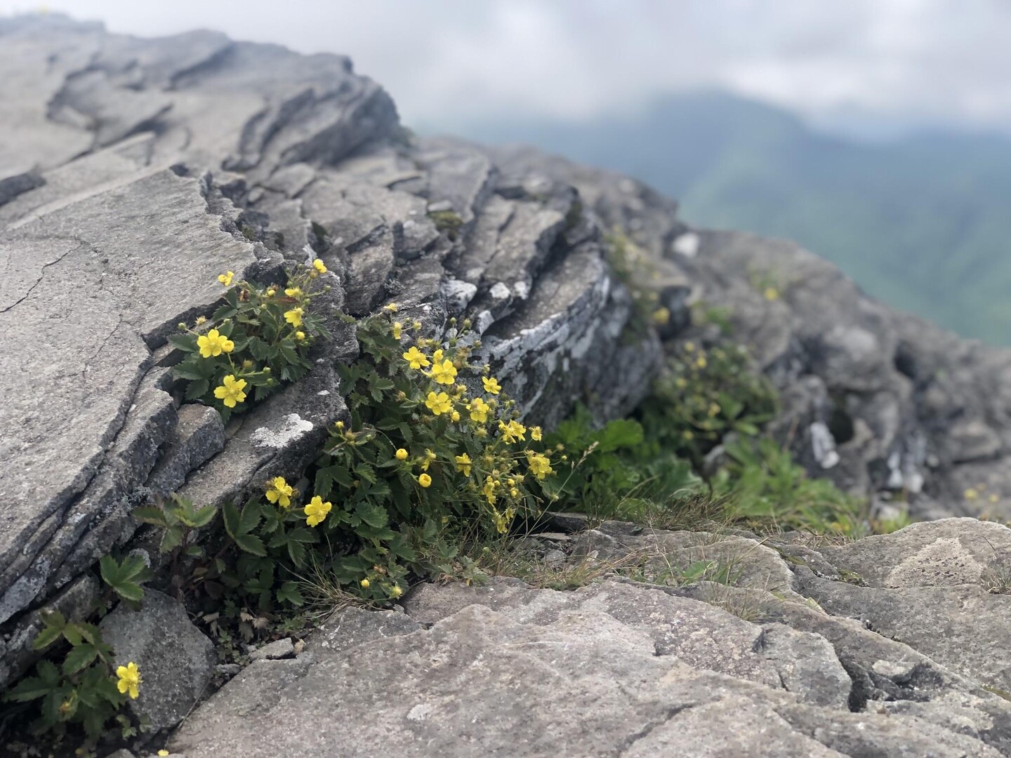 王様に拝謁いたします。 / 登 人 《 ITC-ONE 》さんの美ヶ原の活動データ | YAMAP / ヤマップ