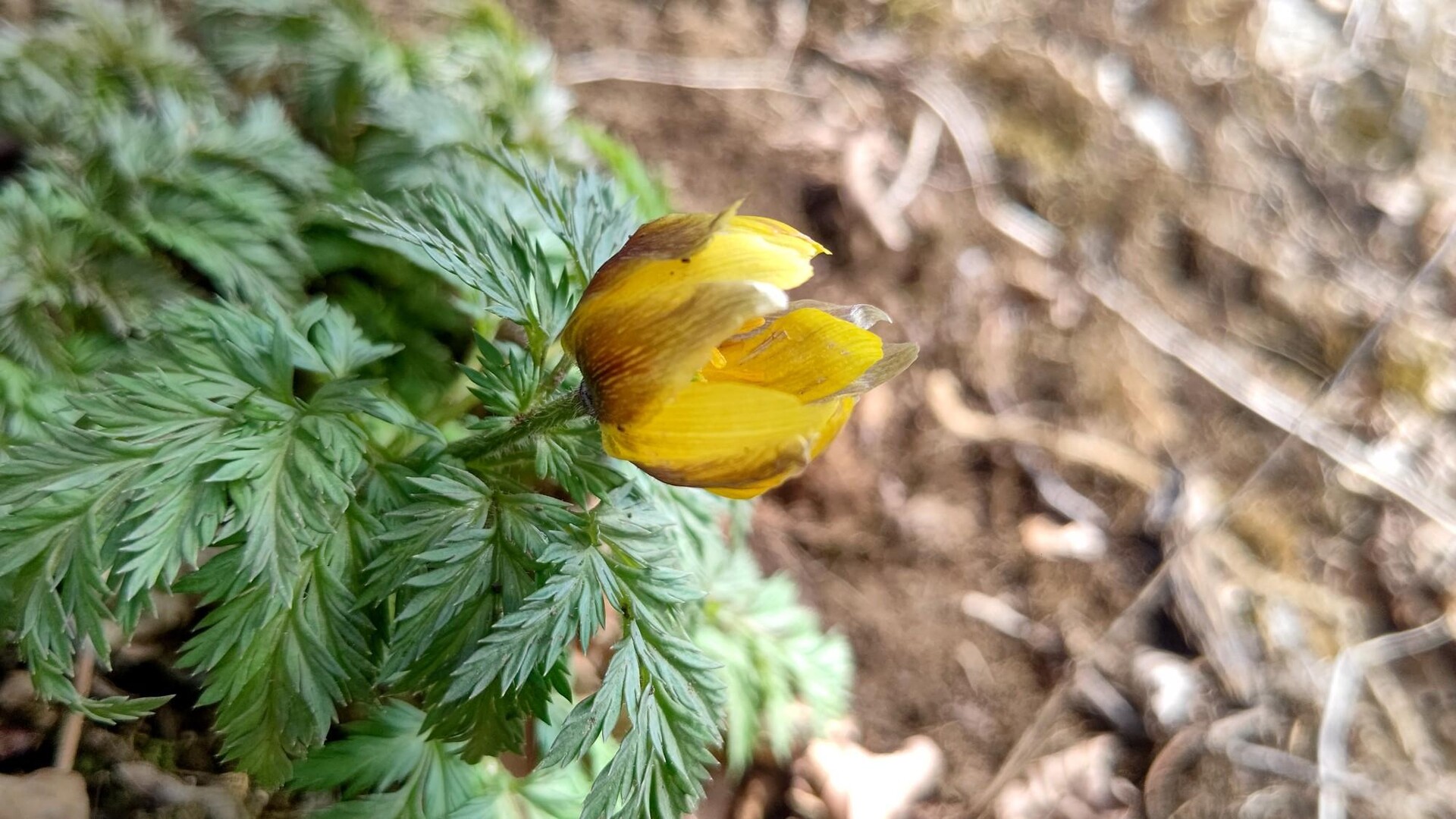 お花を求めて 藤原岳 / neco-mimiさんの藤原岳・御池岳の活動データ | YAMAP / ヤマップ