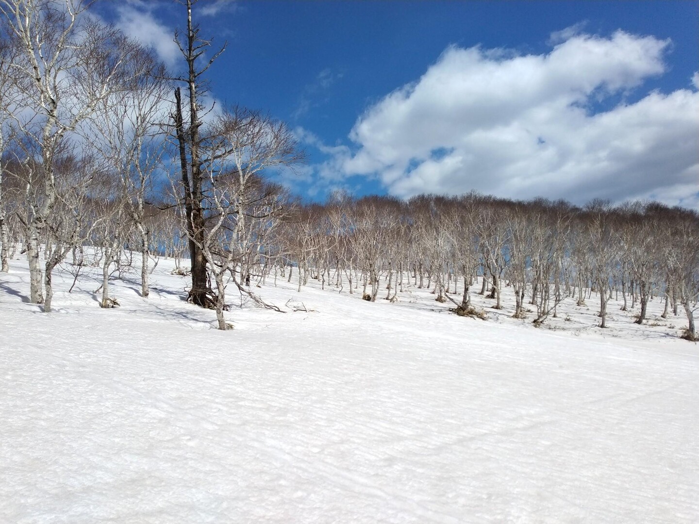 鷲別岳 晴れ☀ / tosiさんの鷲別岳（室蘭岳）・カムイヌプリの活動データ | YAMAP / ヤマップ