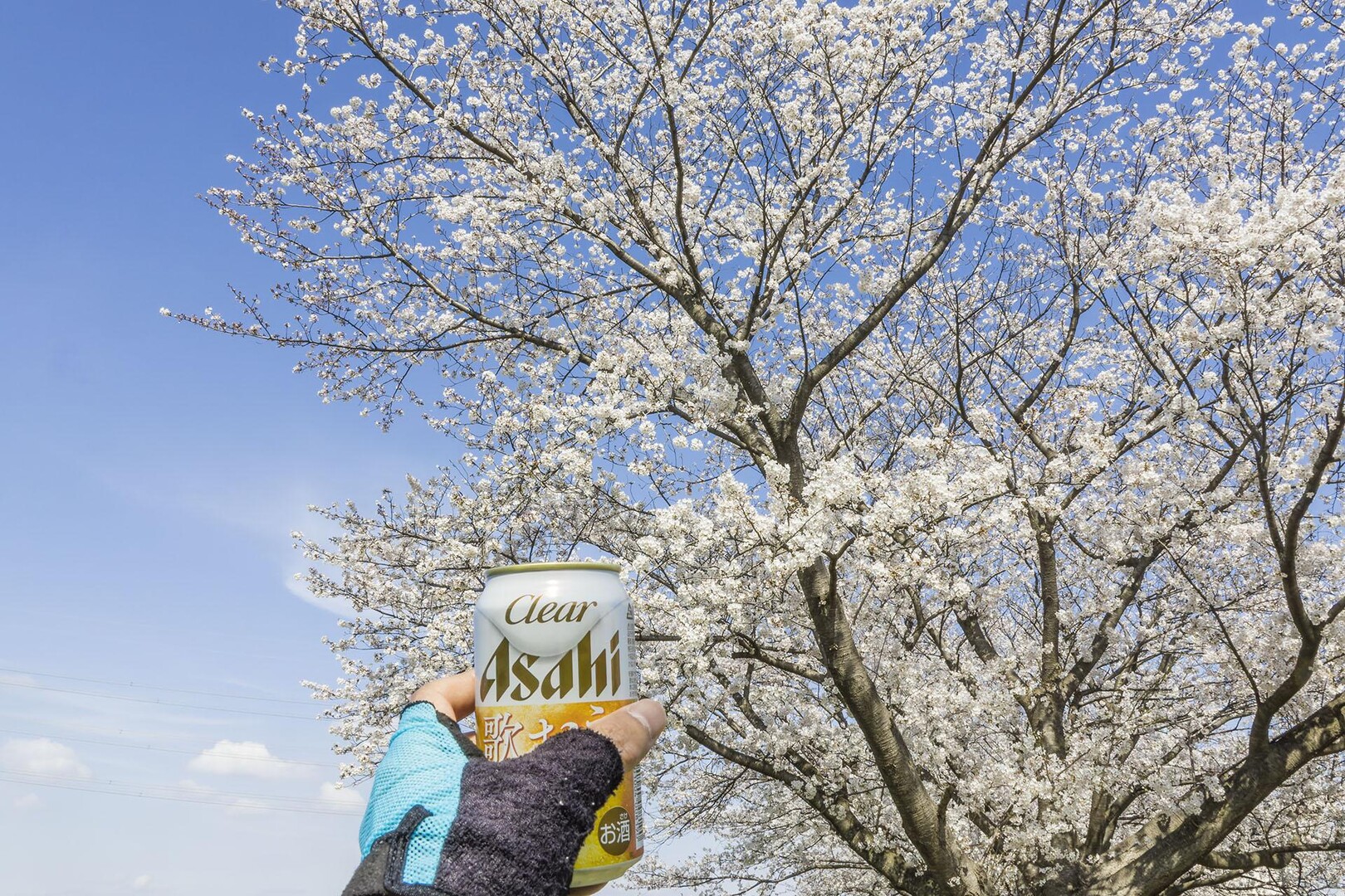 出かけなくても 近所で満開の桜を見ること... / zukiさんのモーメント | YAMAP / ヤマップ