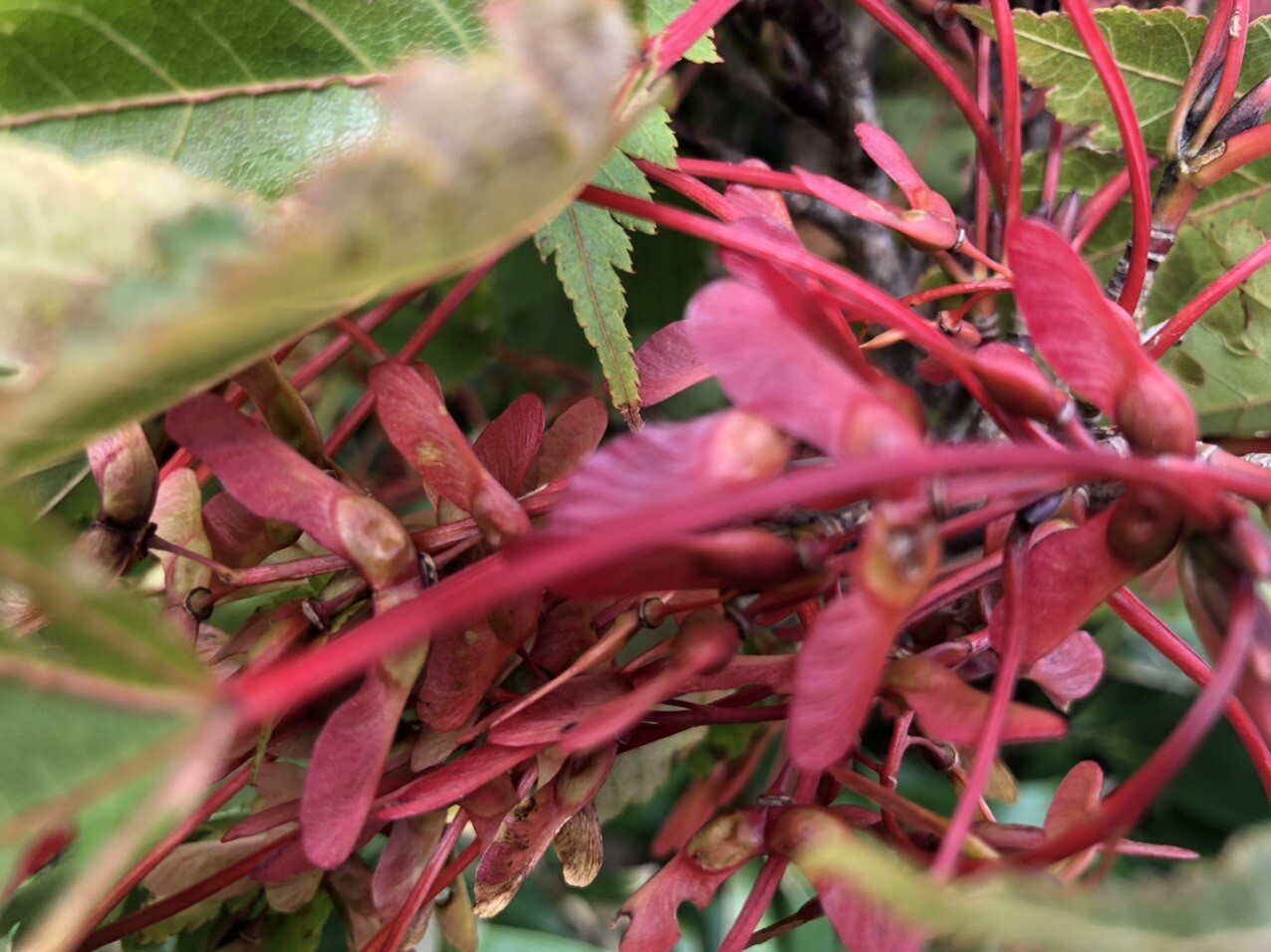 2020.09.09(水) 15:13 / gurungさんのモーメント | YAMAP / ヤマップ