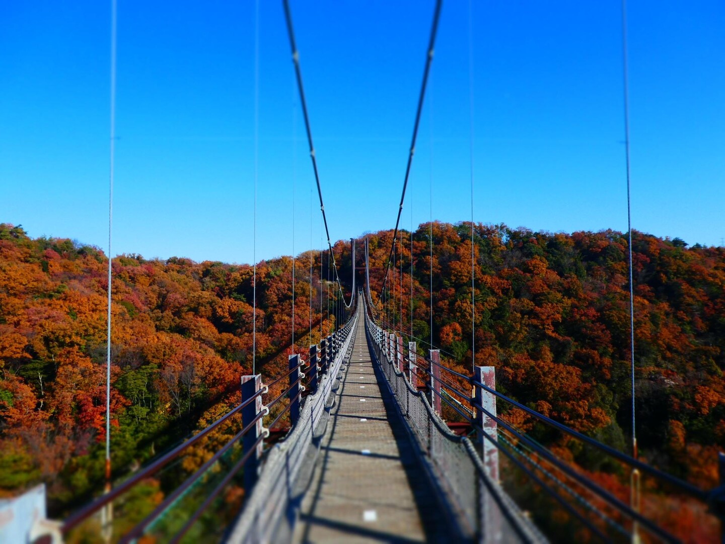 星田連山のほんの一部 星のブランコ 紅葉 / Enjoy Lifeさんの交野山・国見山の活動データ | YAMAP / ヤマップ
