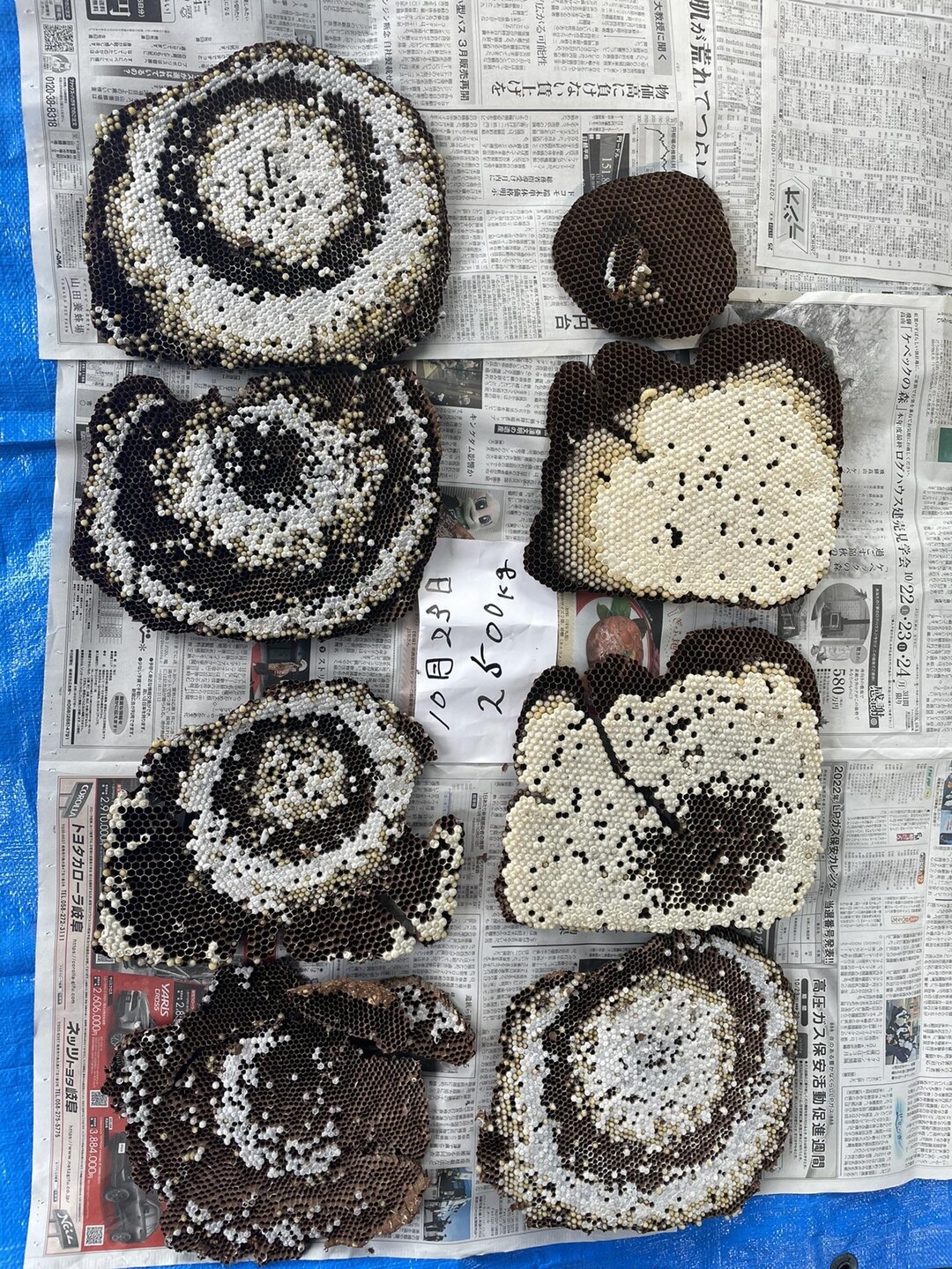 父親が飼育していたクロスズメバチを採集し... / naoさんのモーメント | YAMAP / ヤマップ