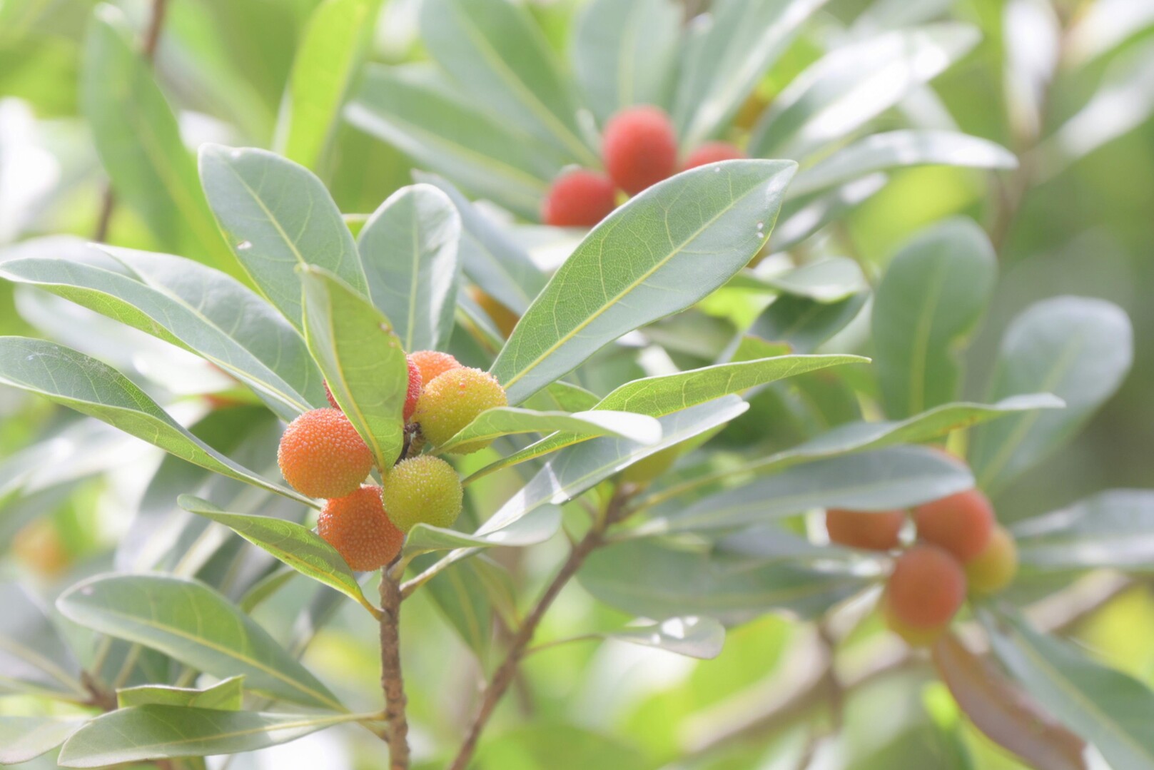 トリプルゼロの日。 / k3さんの八曽山の活動データ | YAMAP / ヤマップ