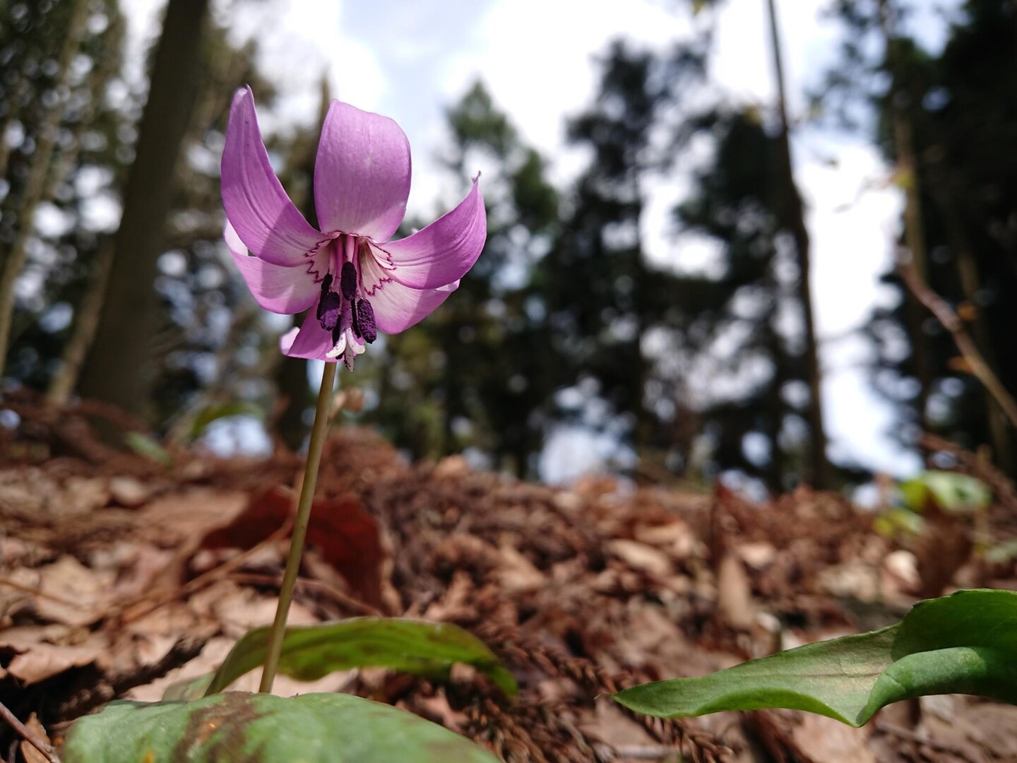 文殊山・文殊山（奥の院） / jun31さんの文殊山の活動データ | YAMAP / ヤマップ