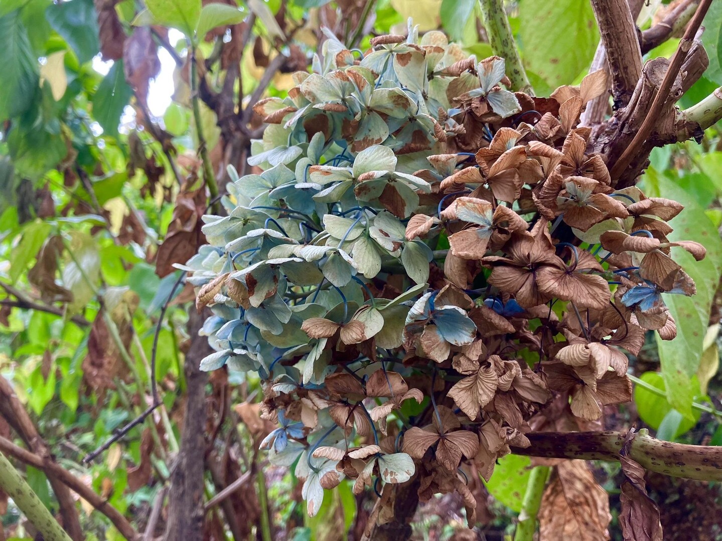 ヤル気が溢れる🔥🔥🔥 / Naluさんの菩提寺山・高立山・護摩堂山の活動データ | YAMAP / ヤマップ