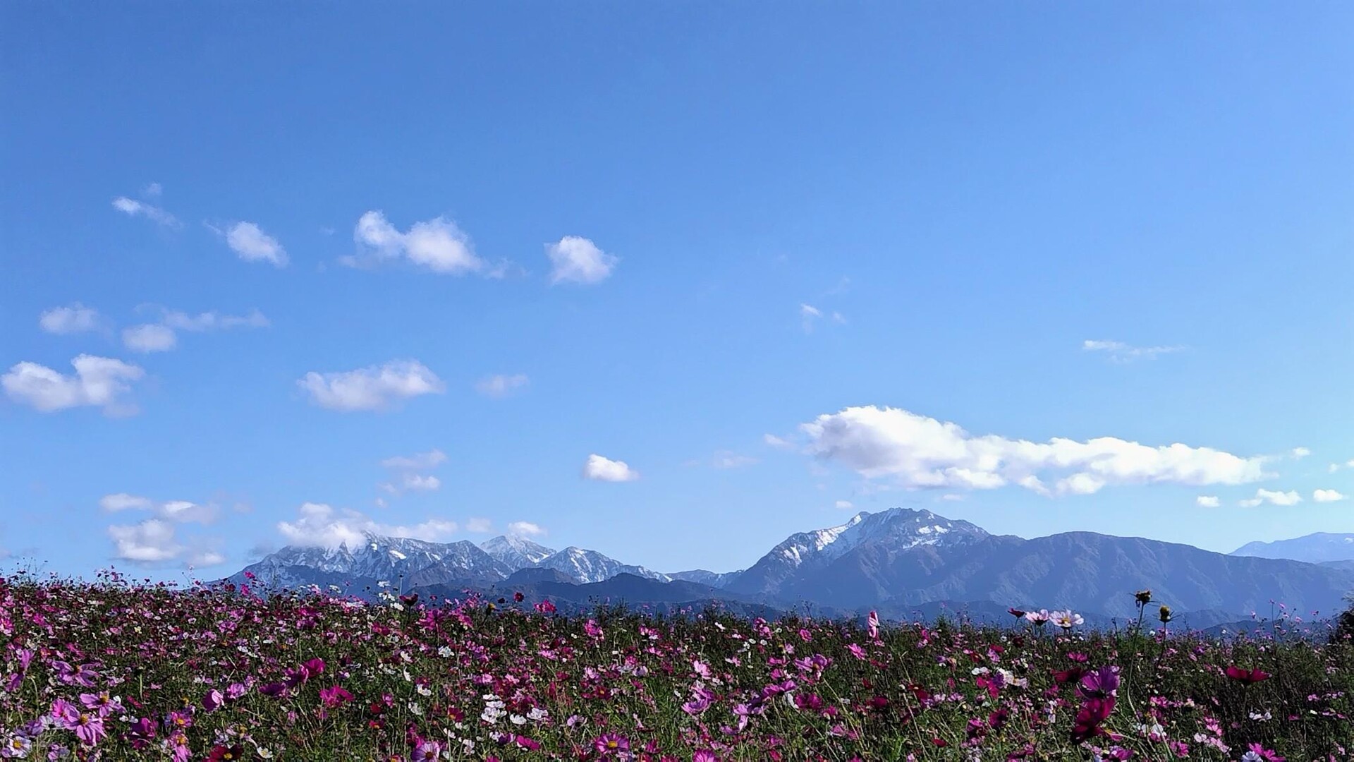 隙間時間に訪れた青空覗く魚沼上原コスモス... / nao_🐔さんのモーメント | YAMAP / ヤマップ