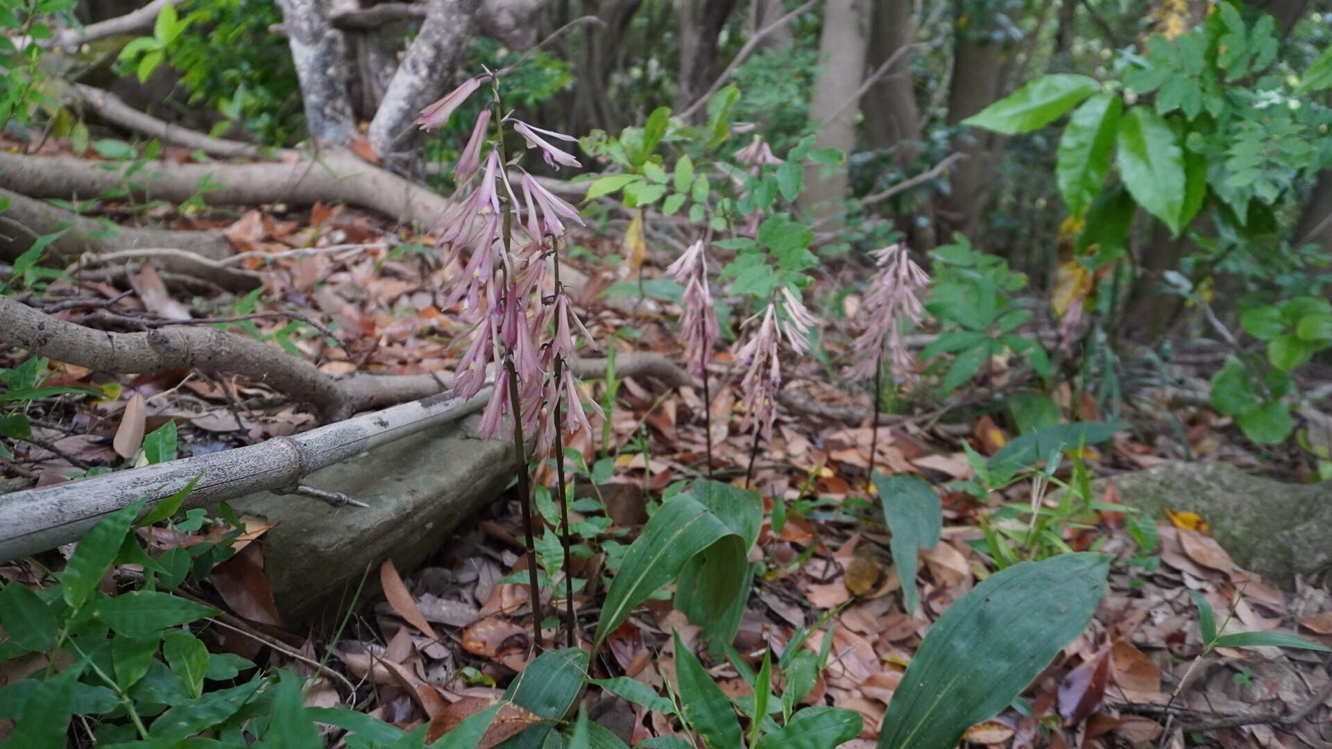 嶽山 朝の山歩 R5-31 / Zatoさんの嶽山・若山・四熊ヶ岳の活動データ | YAMAP / ヤマップ