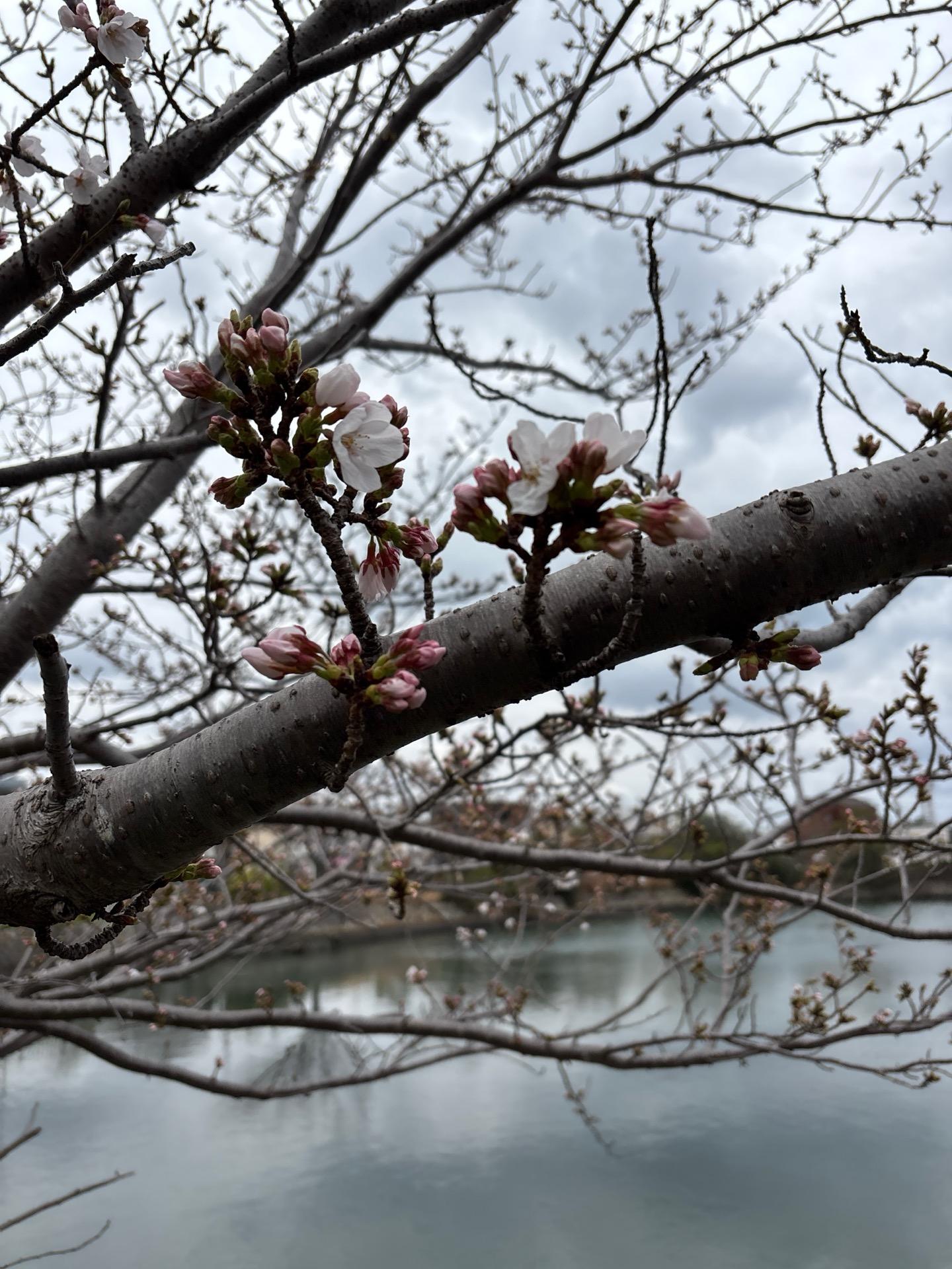 章魚頭姿山 山の会交流山行 / do-yanさんの章魚頭姿山の活動データ | YAMAP / ヤマップ