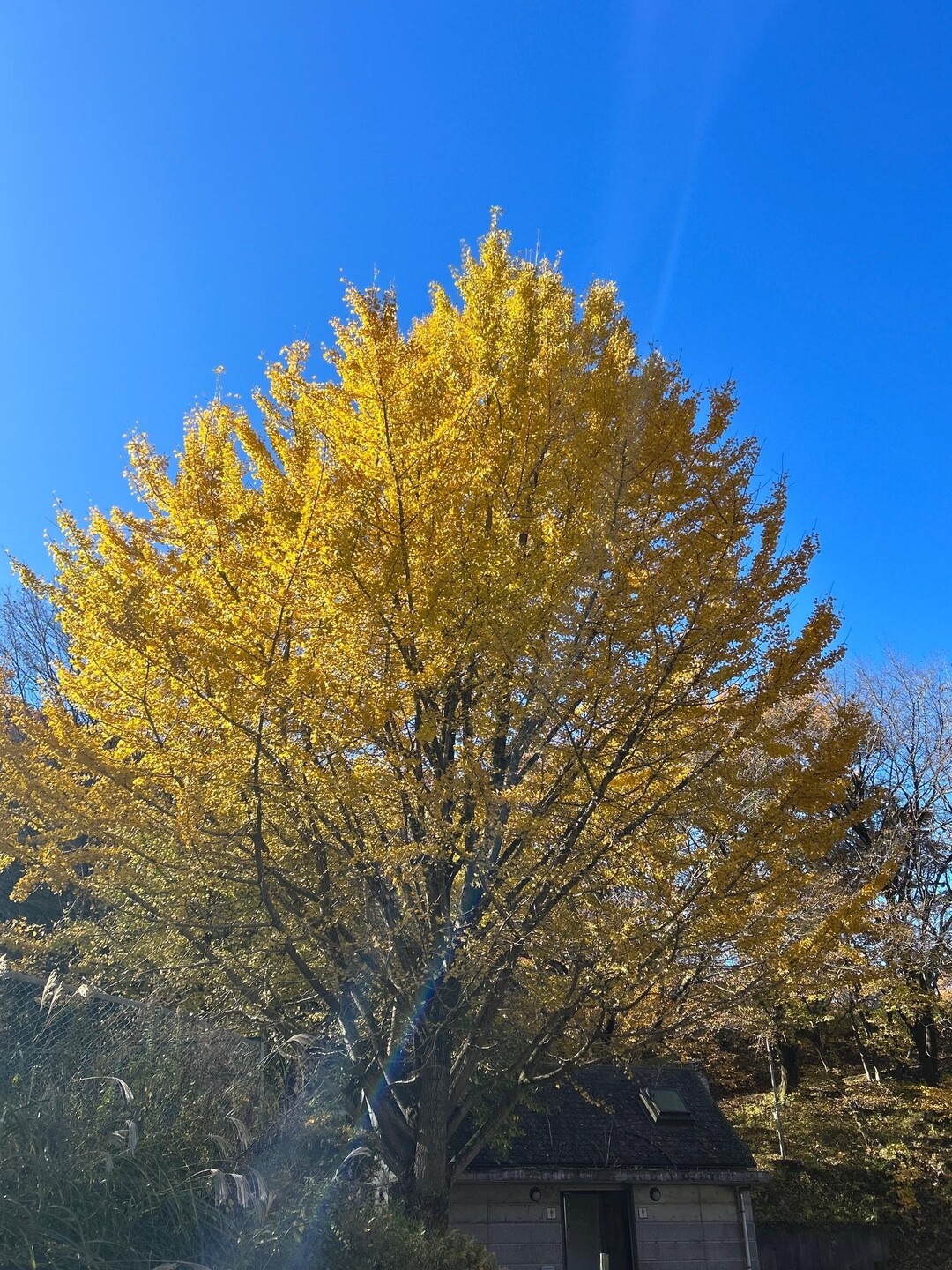 筑波山（男体山）・筑波山（女体山） / tottuanさんの筑波山の活動データ | YAMAP / ヤマップ