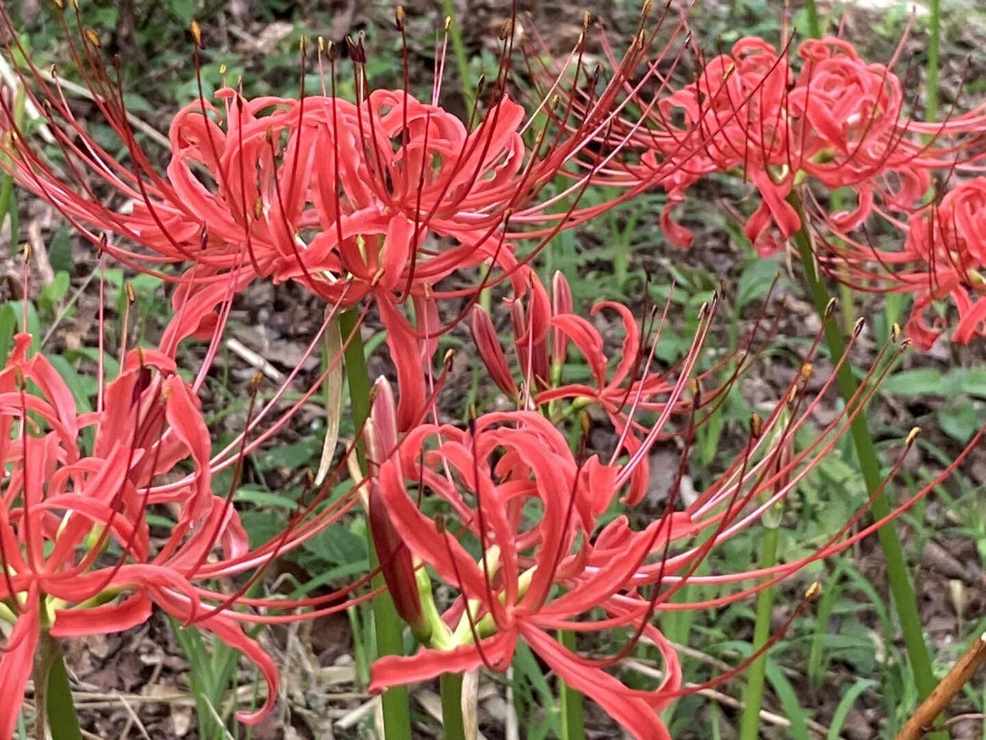 日影乗鞍-小仏城山-高尾山 YAMAP PLAYGROUND / koyunisoさんの高尾山・陣馬山・景信山の活動データ | YAMAP / ヤマップ