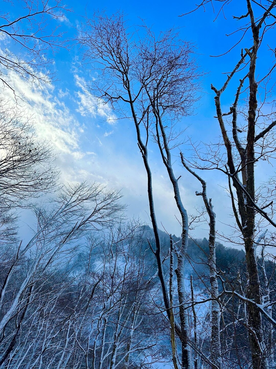 元旦登山 大平山 (姫神山) / kiyoshiさんの大平山の活動データ | YAMAP / ヤマップ