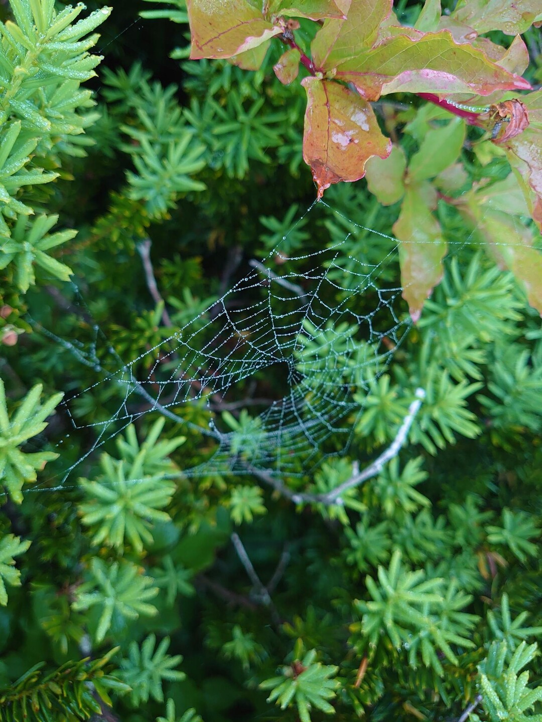 烏ヶ山 / Sarahさんの烏ヶ山・象山（笹ヶ峰）の活動データ | YAMAP / ヤマップ