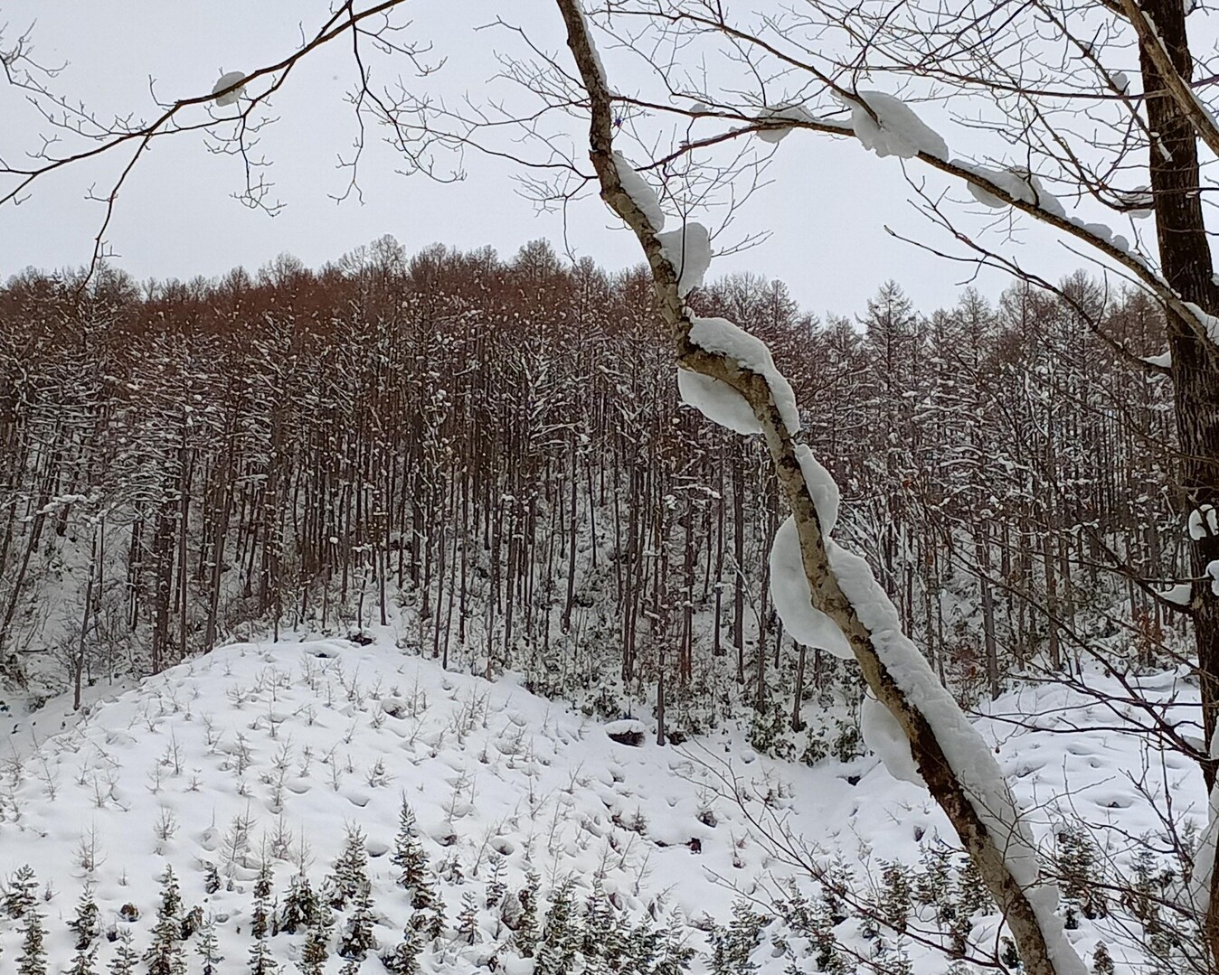 猪臥山 / miyuさんの猪臥山の活動データ | YAMAP / ヤマップ