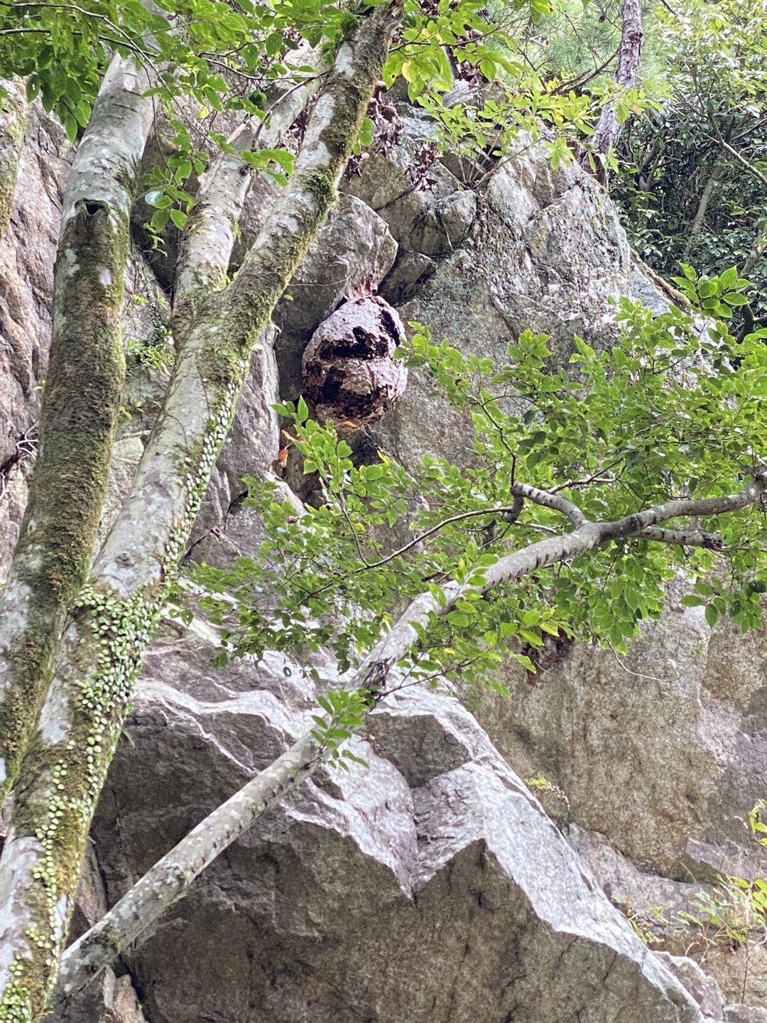 Allyさんの投稿したフィールドメモ | YAMAP / ヤマップ