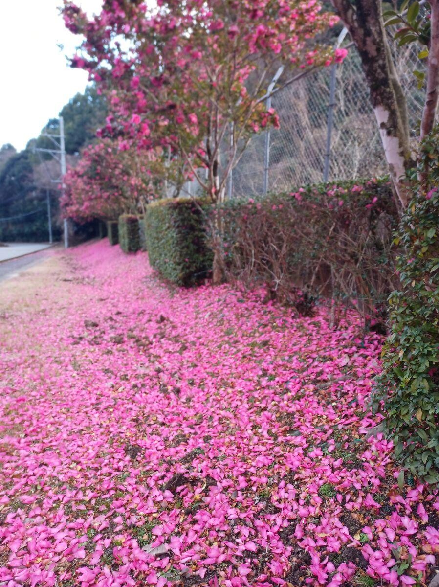 古賀山 / toshil-_-lさんの天拝山・基山の活動データ | YAMAP / ヤマップ