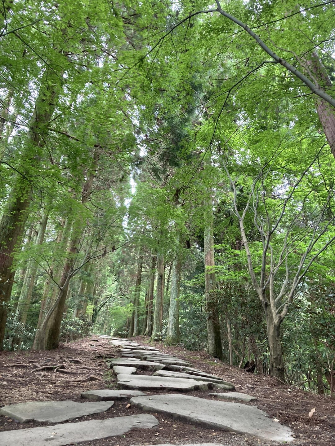 3,333段 大行寺山 / ラーさんの飯田山の活動データ | YAMAP / ヤマップ