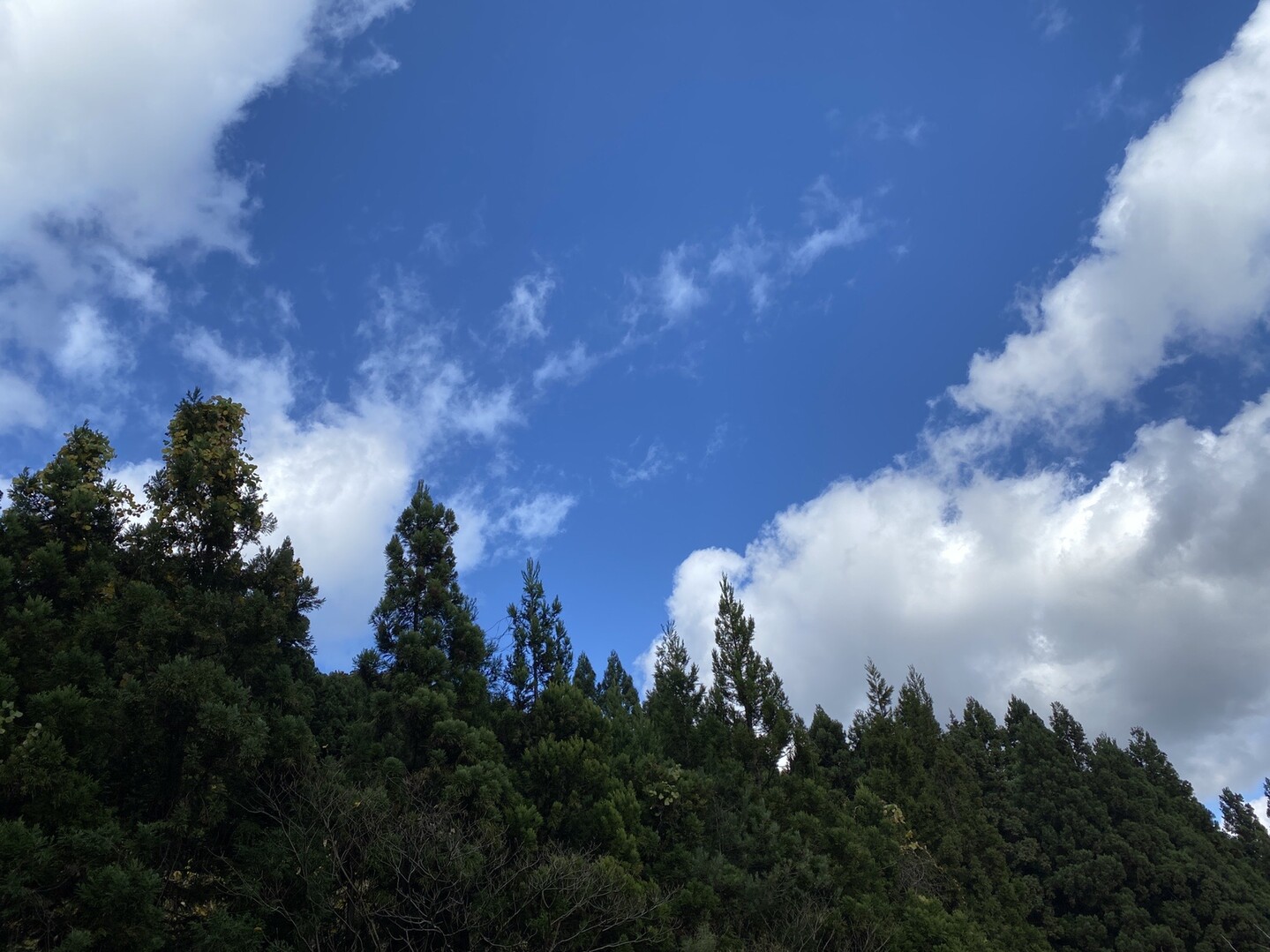 角田山 山の神 ゆーっくりソロ / Stratoさんの角田山の活動データ | YAMAP / ヤマップ