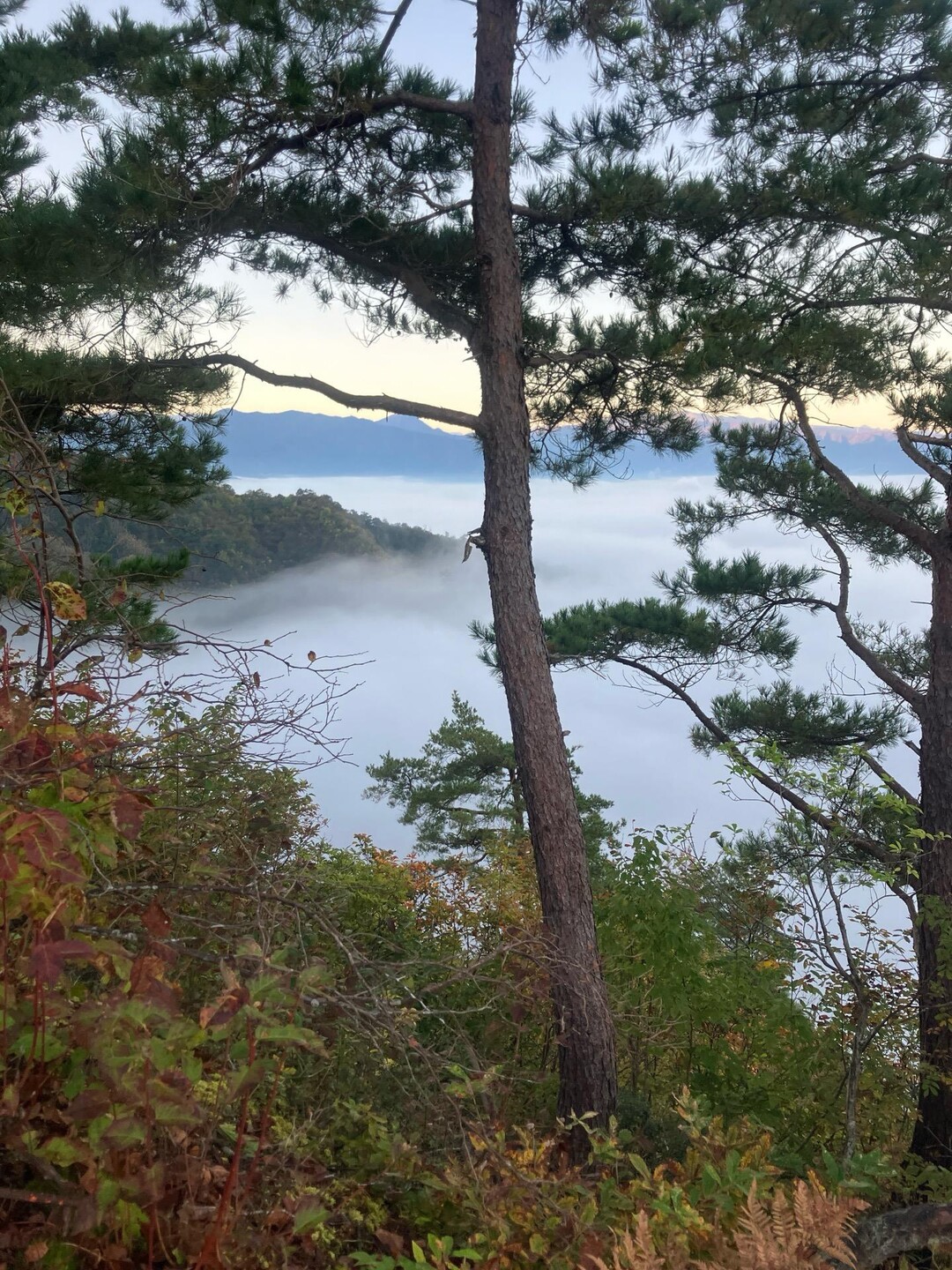 坂戸山 / KJさんの坂戸山の活動データ | YAMAP / ヤマップ