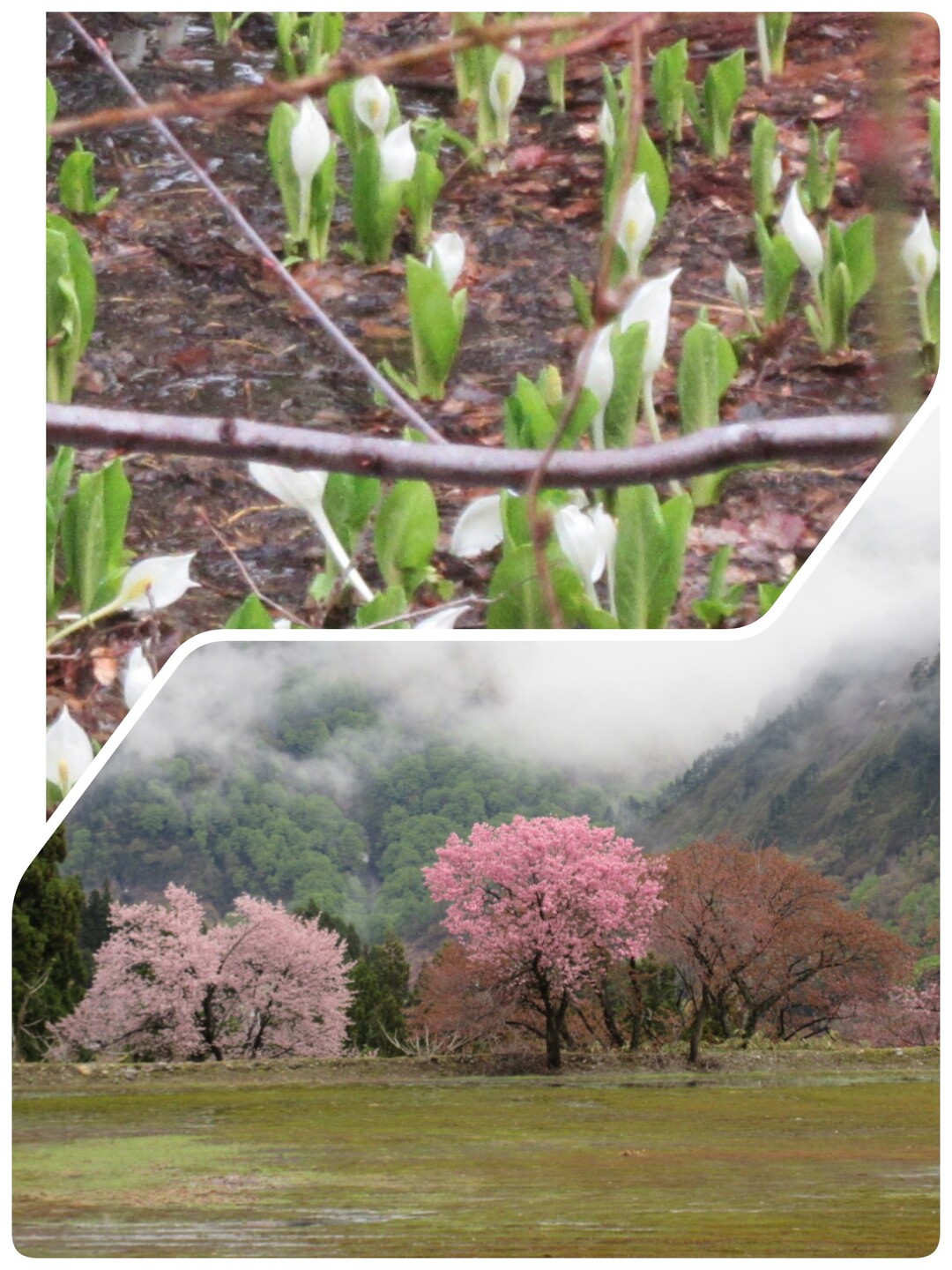 4月30日小国梅花皮荘周辺散策😄 梅花... / kikuさんのモーメント | YAMAP / ヤマップ