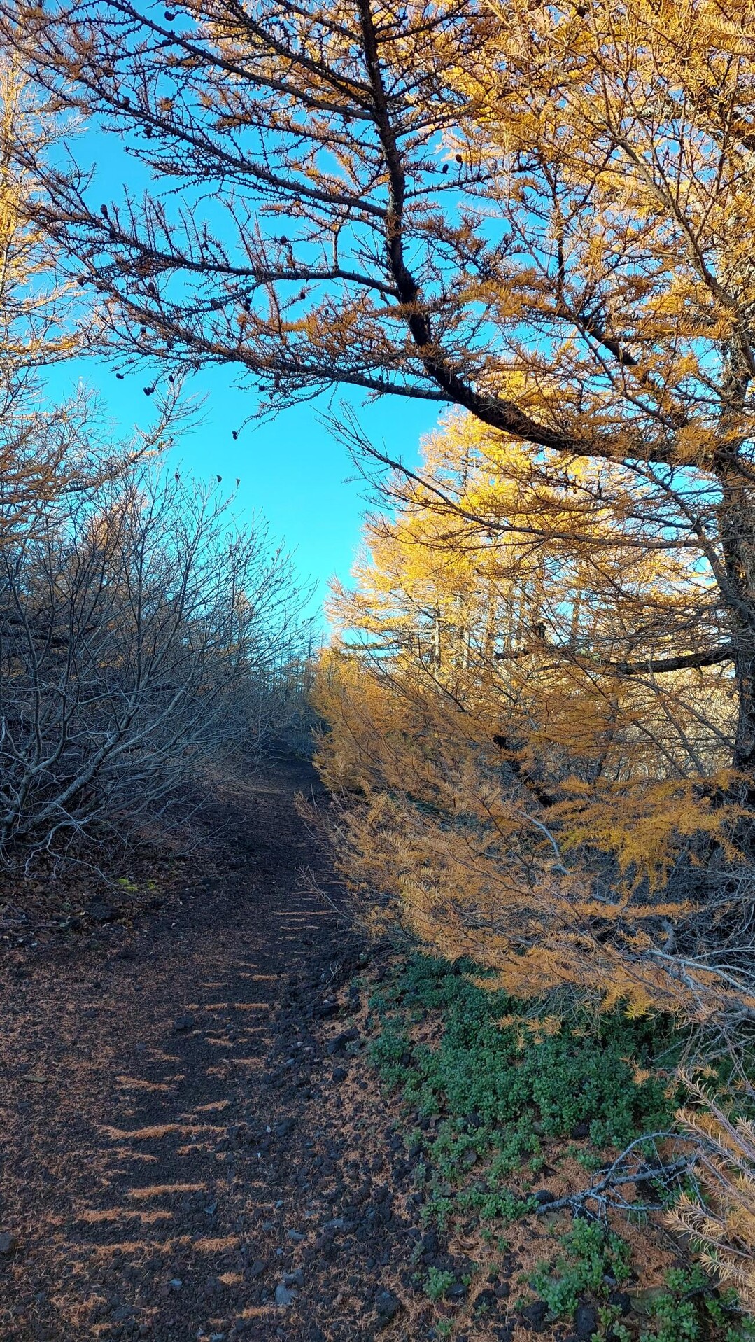 20241103 富士山五合目ー奥庭 / sasaさんのFUJISAN LONG TRAIL（忍野・山中湖エリア EAST）の活動データ | YAMAP / ヤマップ