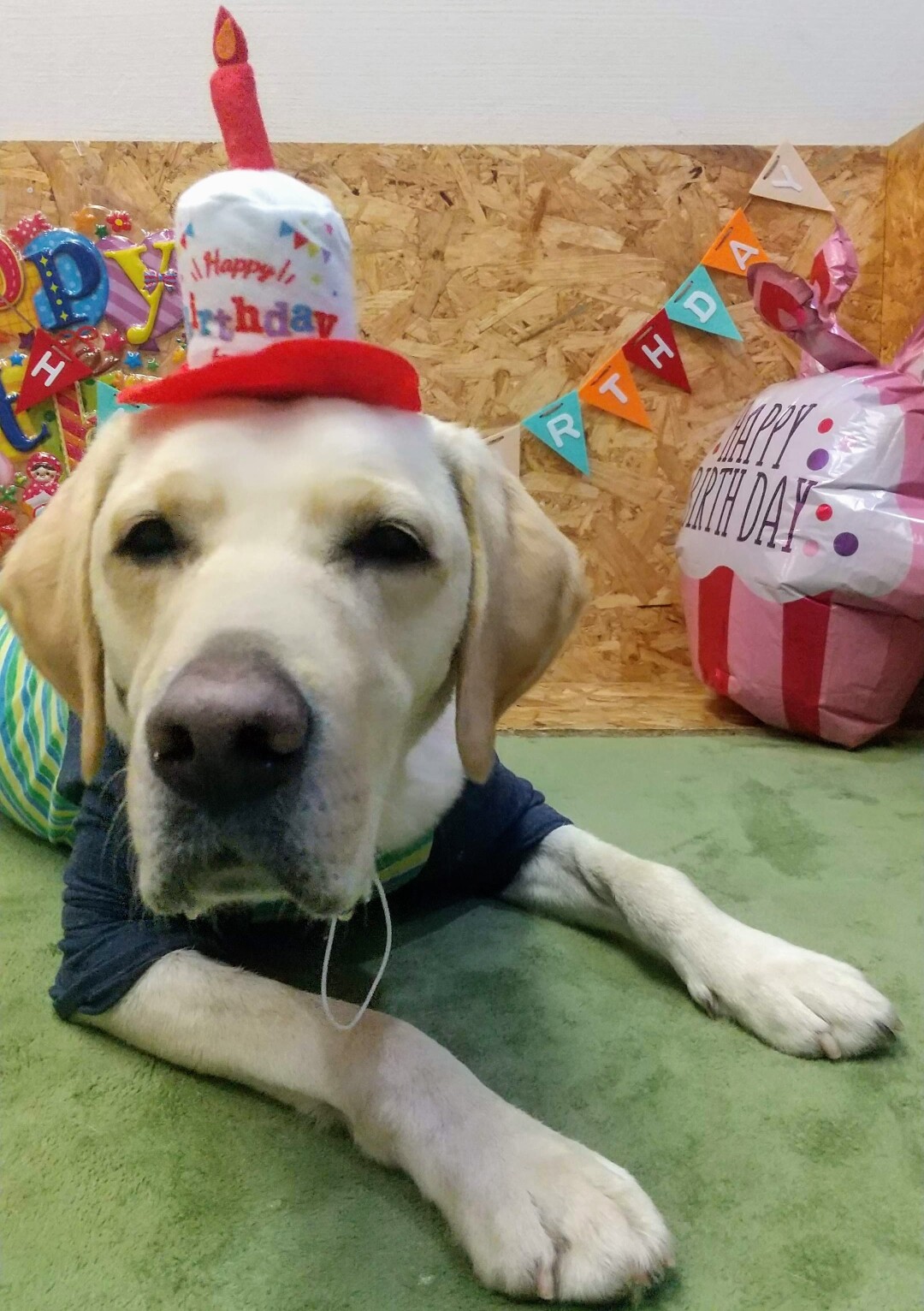 🎁🎂🐶🎉はっくんBirthday... / おちもりさんのモーメント | YAMAP / ヤマップ