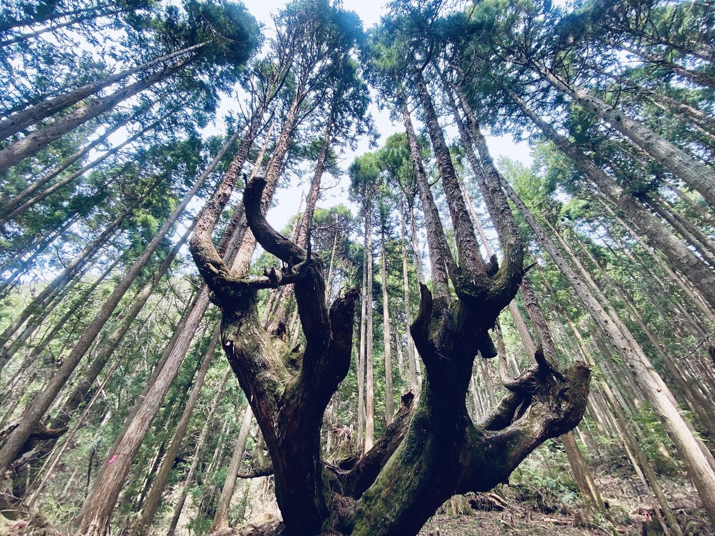 Route256→蕪山→板取川温泉 / Maunaさんの蕪山の活動データ | YAMAP / ヤマップ
