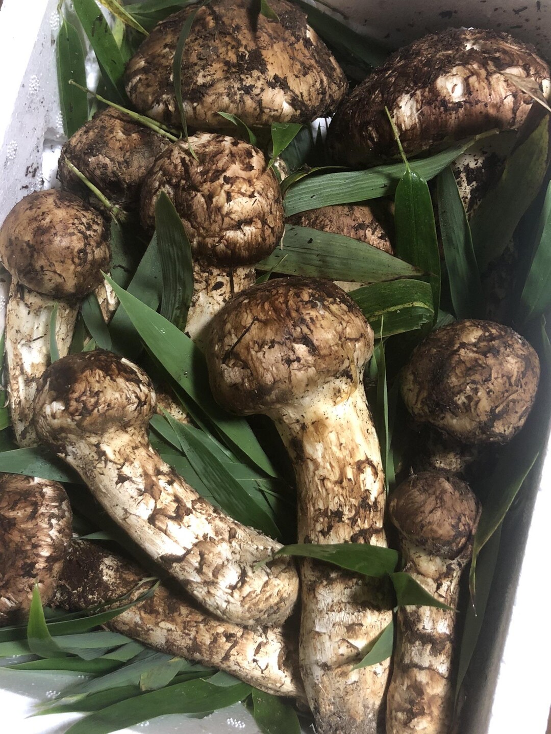 岩手から山の幸が届いた。岩手に帰りたい。... / kaz_tooさんのモーメント | YAMAP / ヤマップ