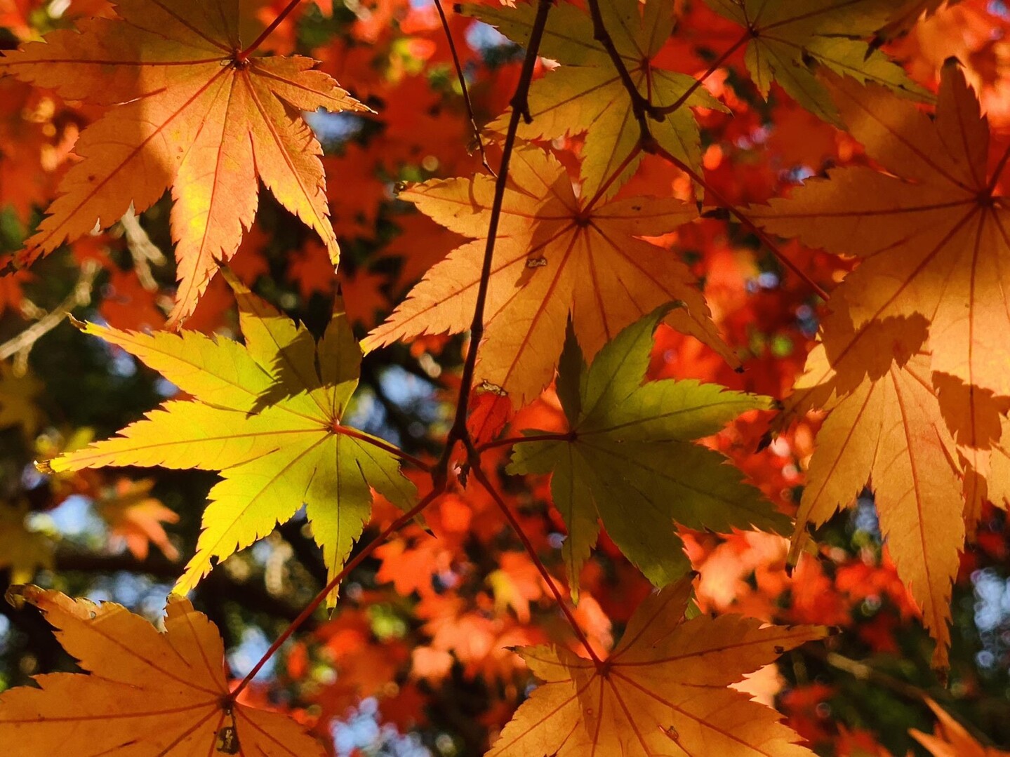 京王山 周回 / masaroyさんの犬鳴山・西山（鮎坂山）の活動日記 | YAMAP / ヤマップ