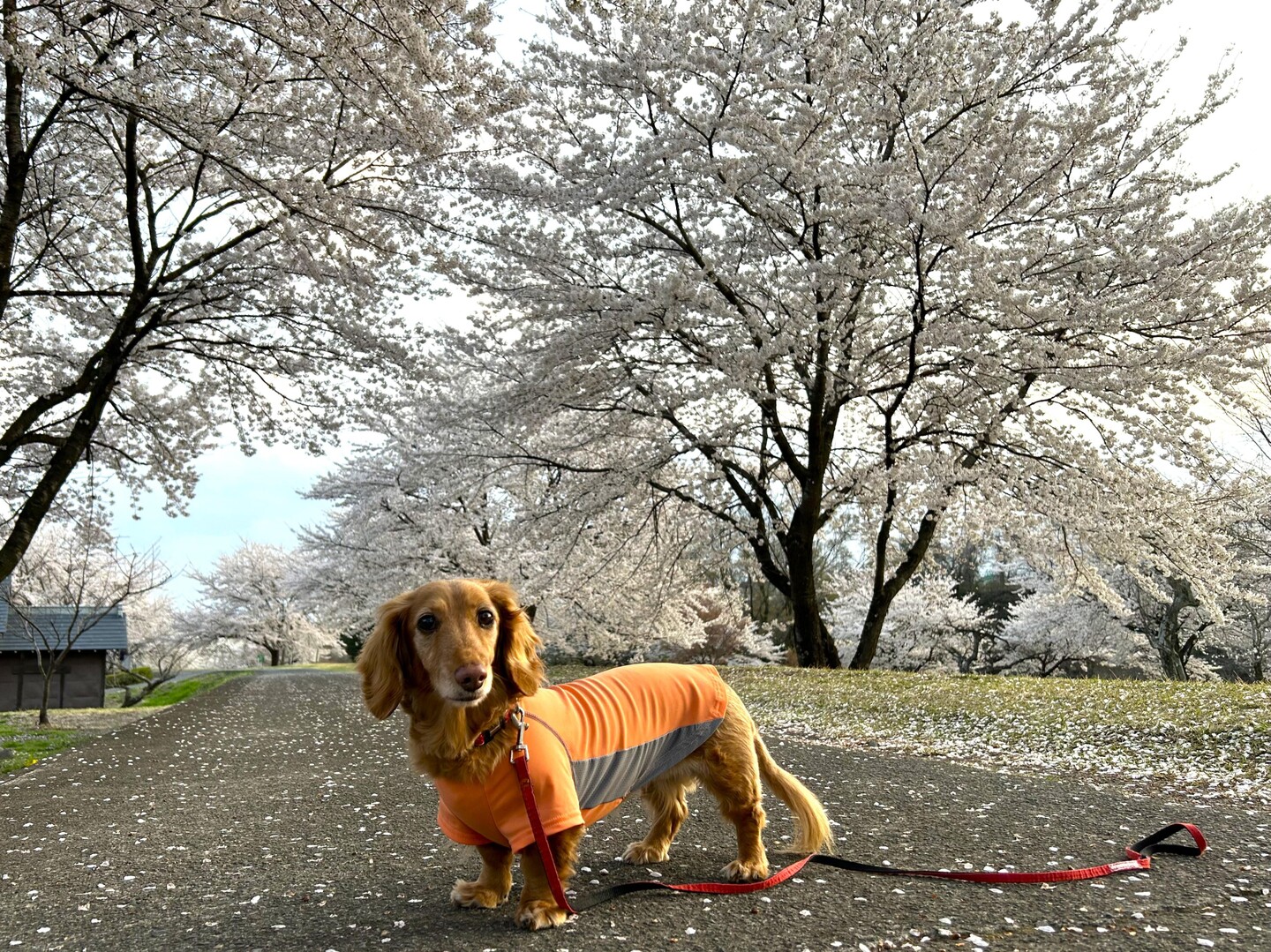 ワンコのnanacoの！ 混合ワクチン＆... / ゆうやけさんのモーメント | YAMAP / ヤマップ