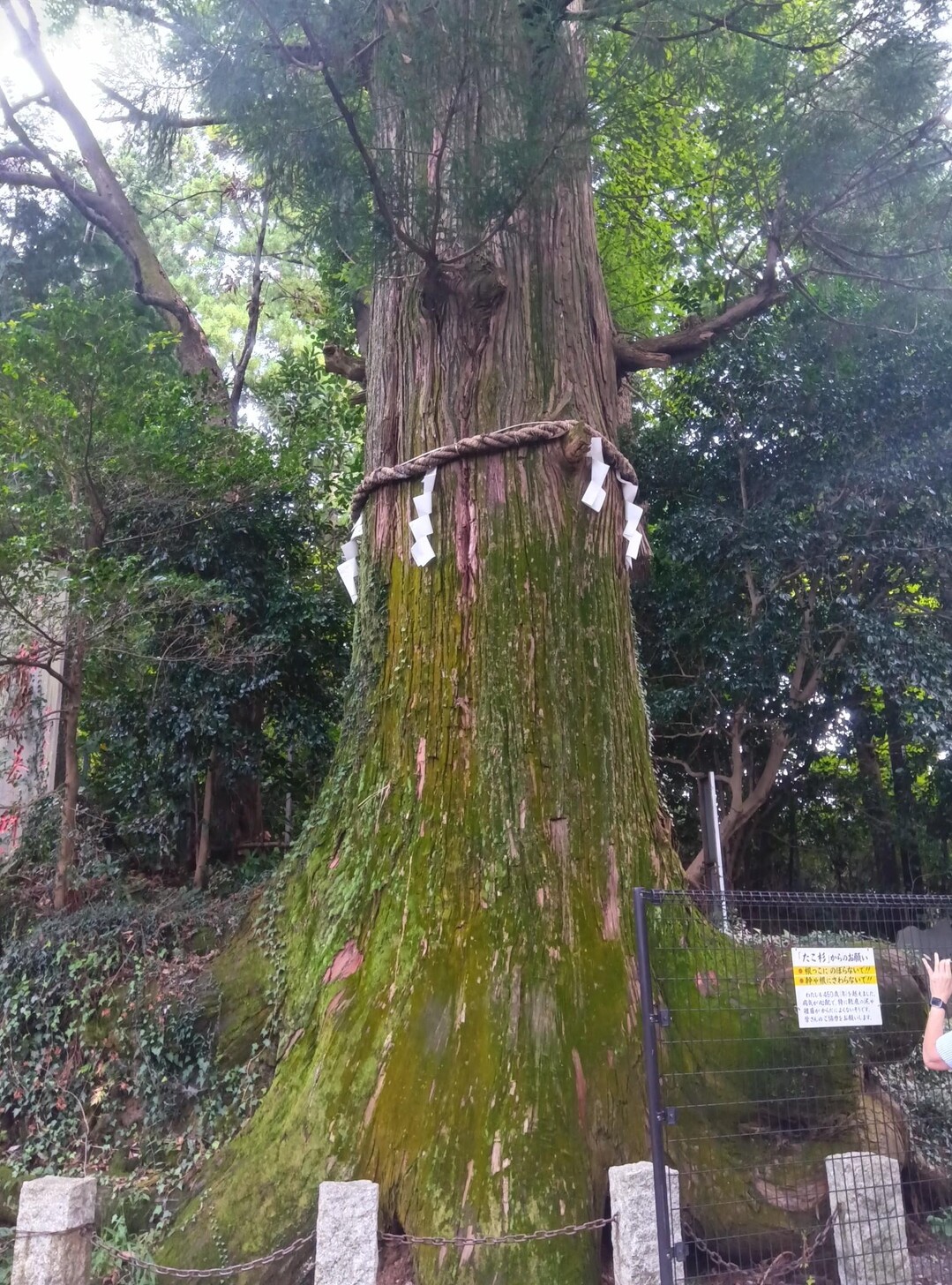 高尾山・神変山 / michiyoさんの高尾山・陣馬山・景信山の活動日記 | YAMAP / ヤマップ